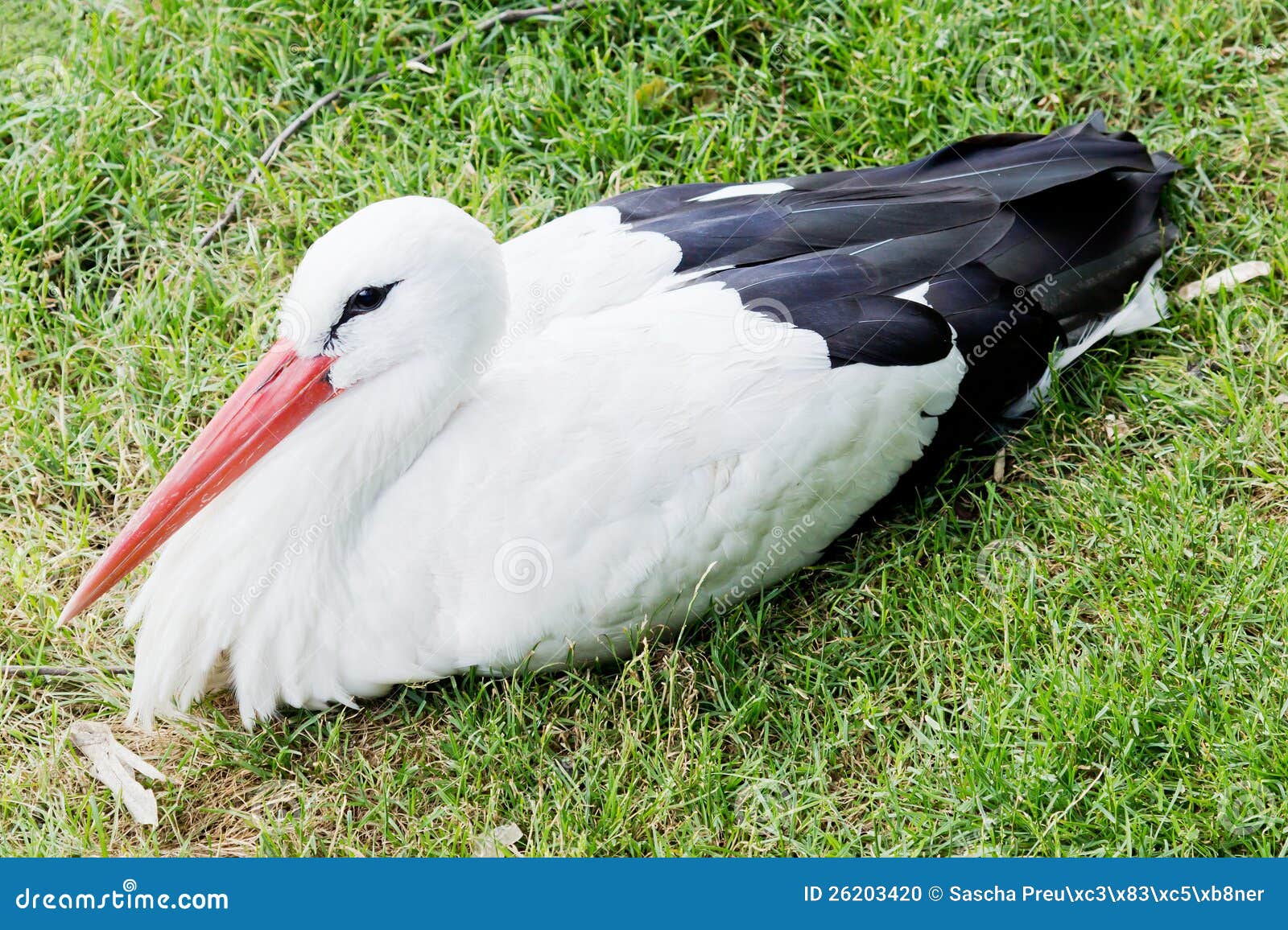 Lying stork stock photo. Image of stork, meadow, feather - 26203420