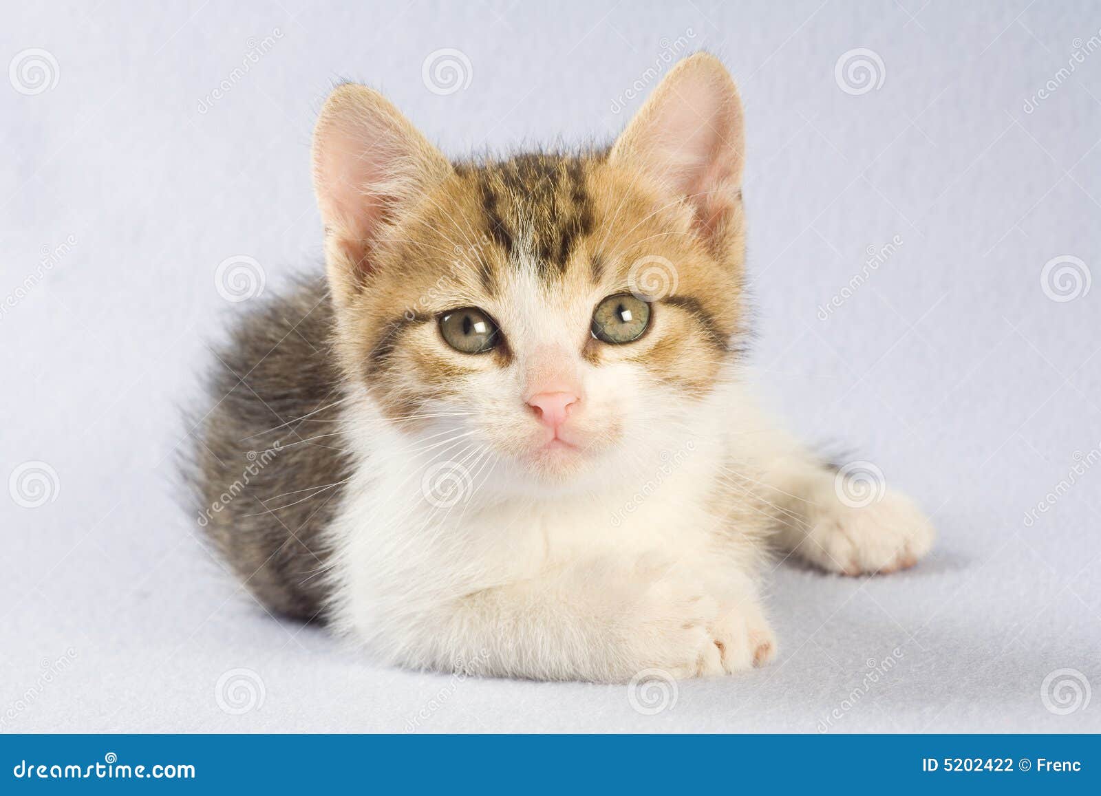Lying Striped Kitten, Isolated Stock Photo - Image of domestic, coat ...