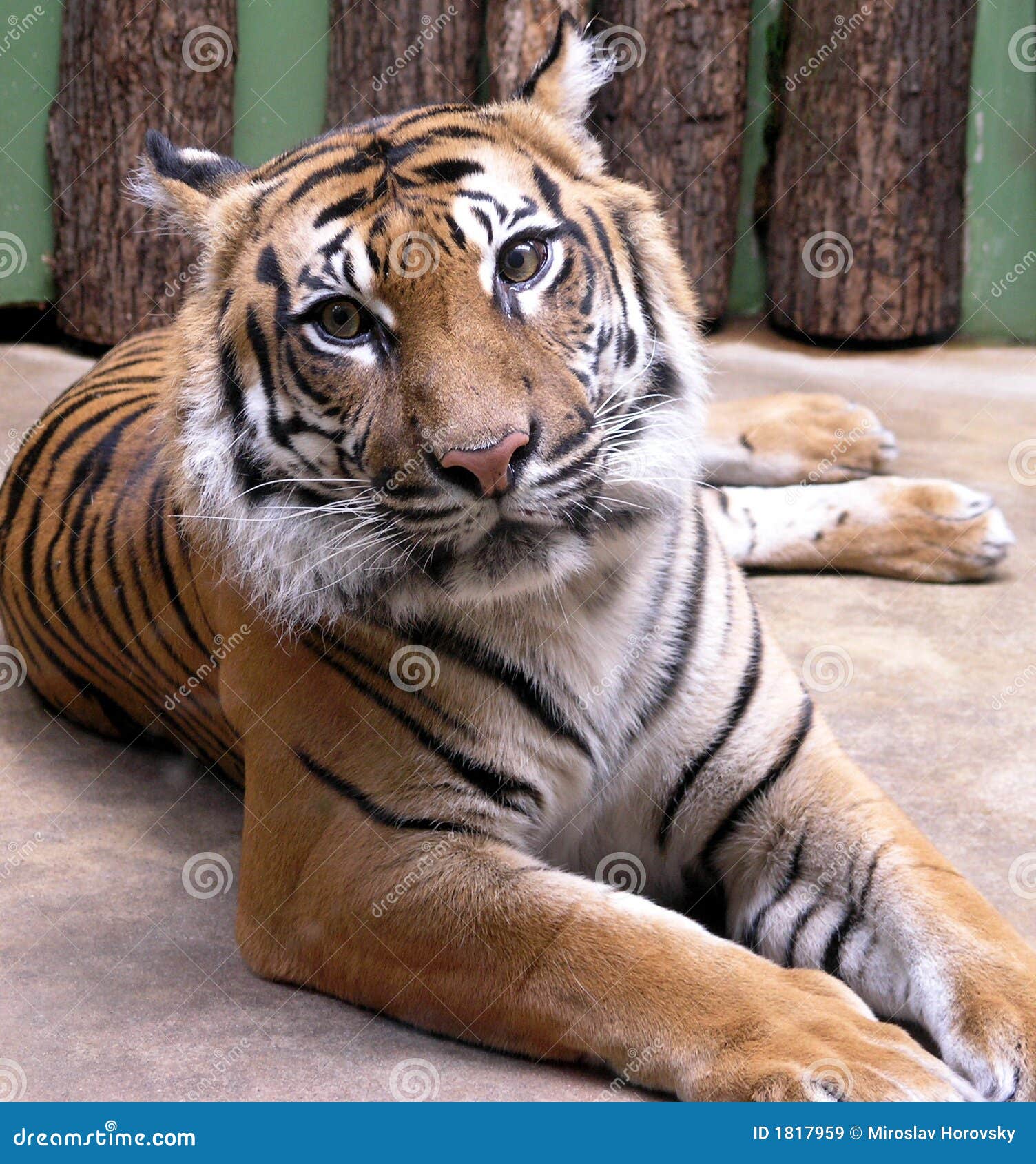 Lying tiger stock image. Image of nostalgia, escape, sadness - 1817959