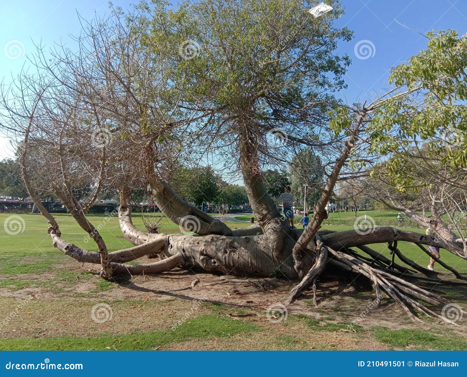 Lying Tree in Creek Park Dubai Editorial Photo - Image of tree, plant ...