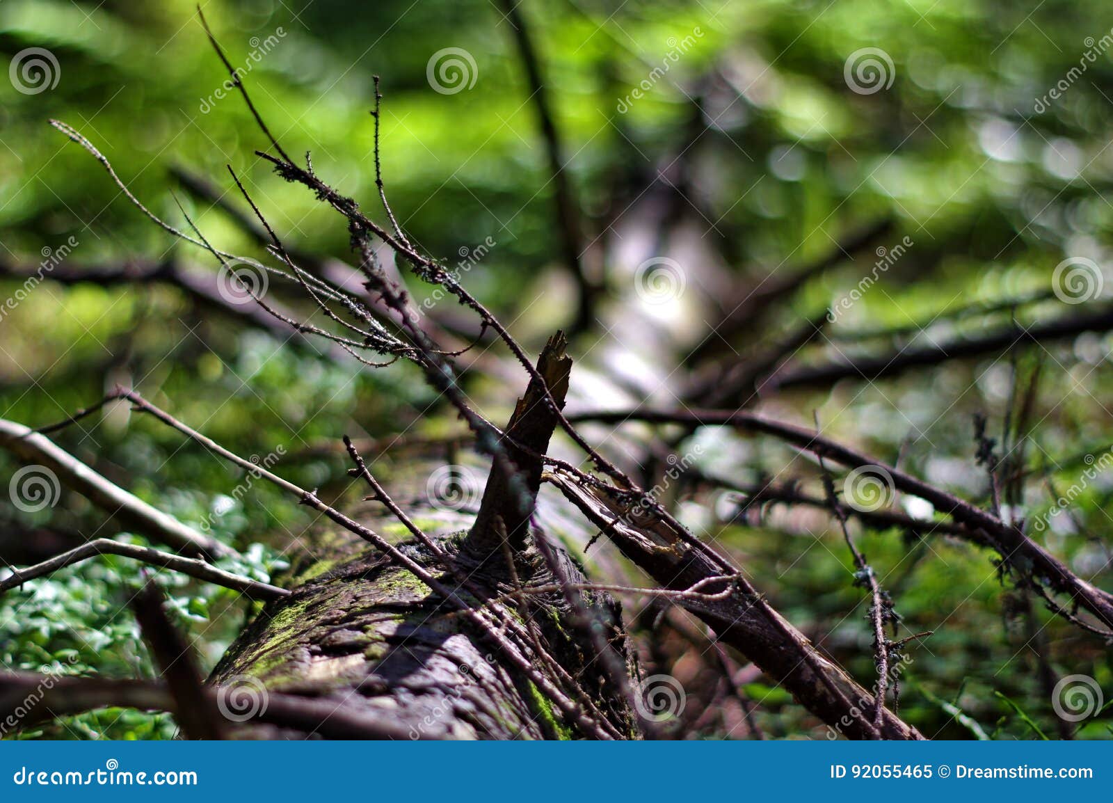 Lying tree stock image. Image of branch, detail, tree - 92055465