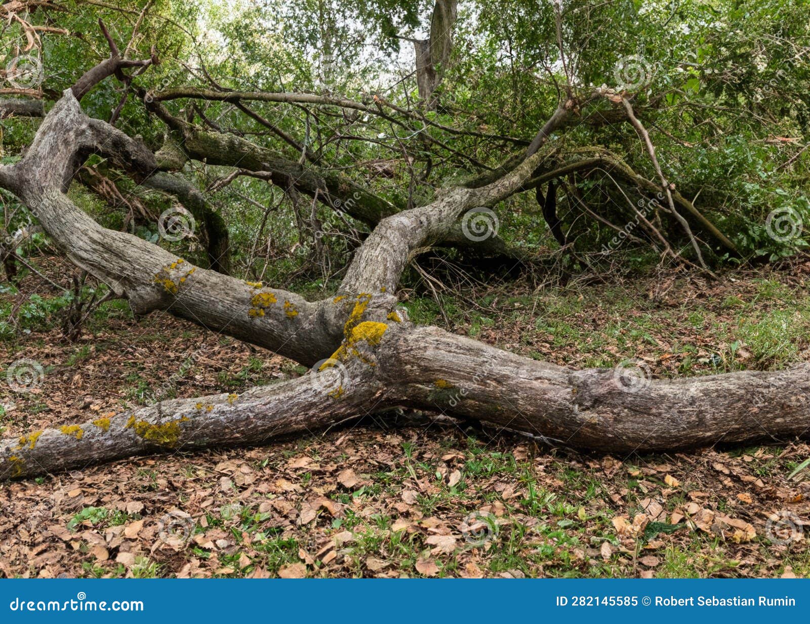 LYING TREE on GROUND ai stock illustration. Illustration of lying ...