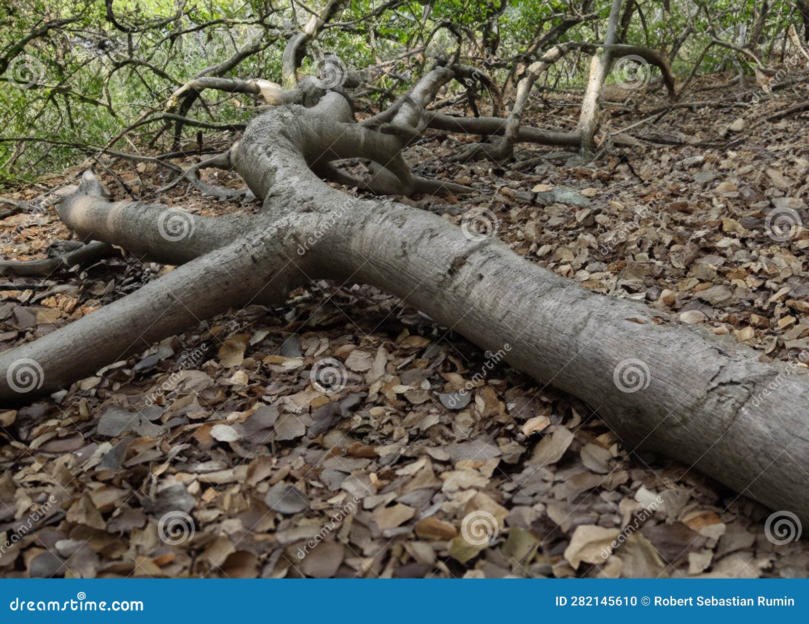 LYING TREE on GROUND ai stock illustration. Illustration of lying ...