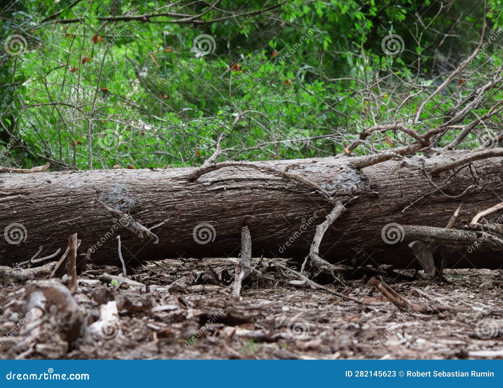 LYING TREE on GROUND ai stock illustration. Illustration of lying ...