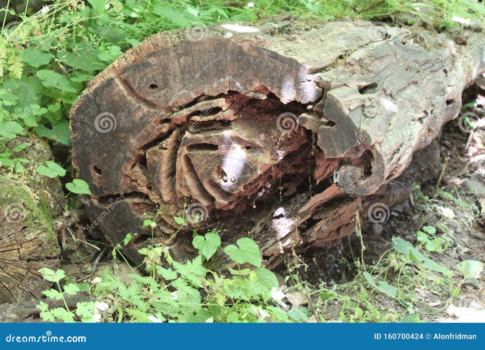 Lying Tree Trunk on the Ground in the Forest Stock Photo - Image of ...