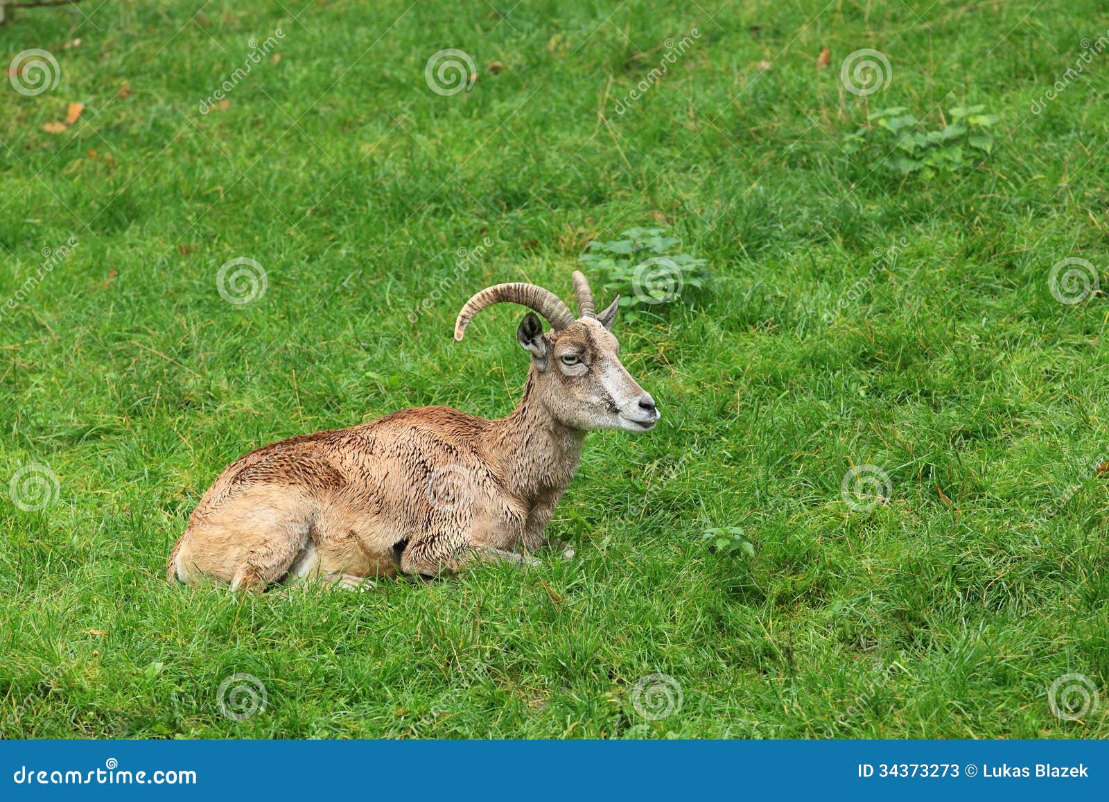 Lying urial sheep stock image. Image of ovis, animal - 34373273