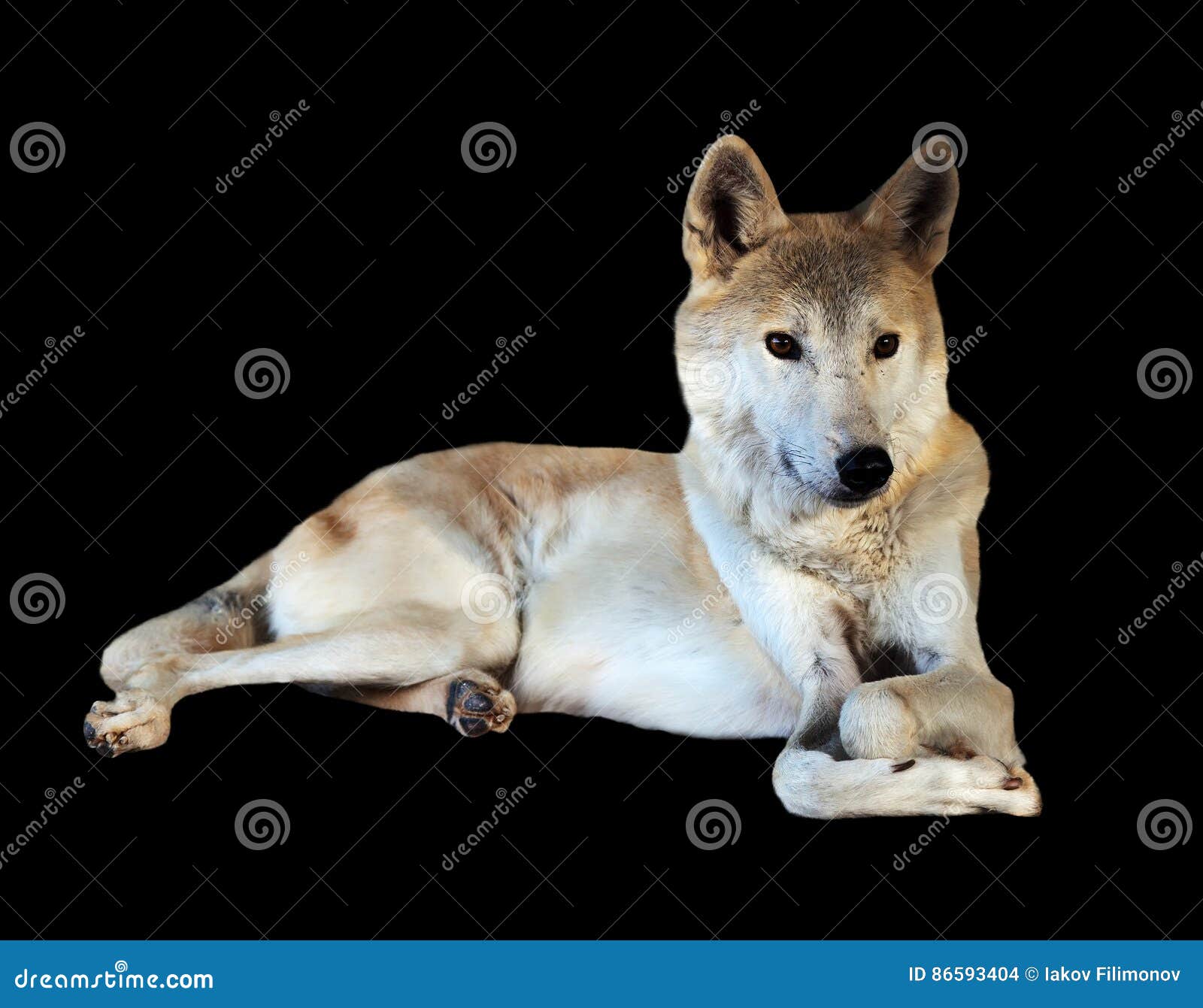 Wolf Lying On Ground