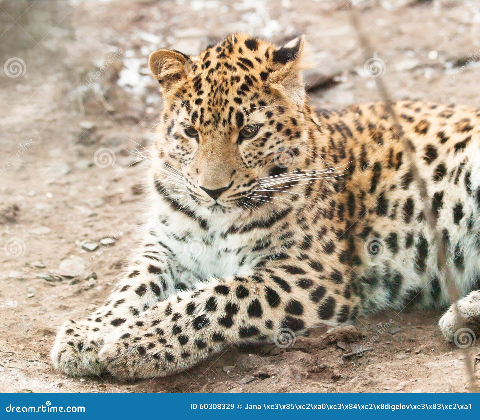 Lying young javan leopard stock image. Image of spot - 60308329
