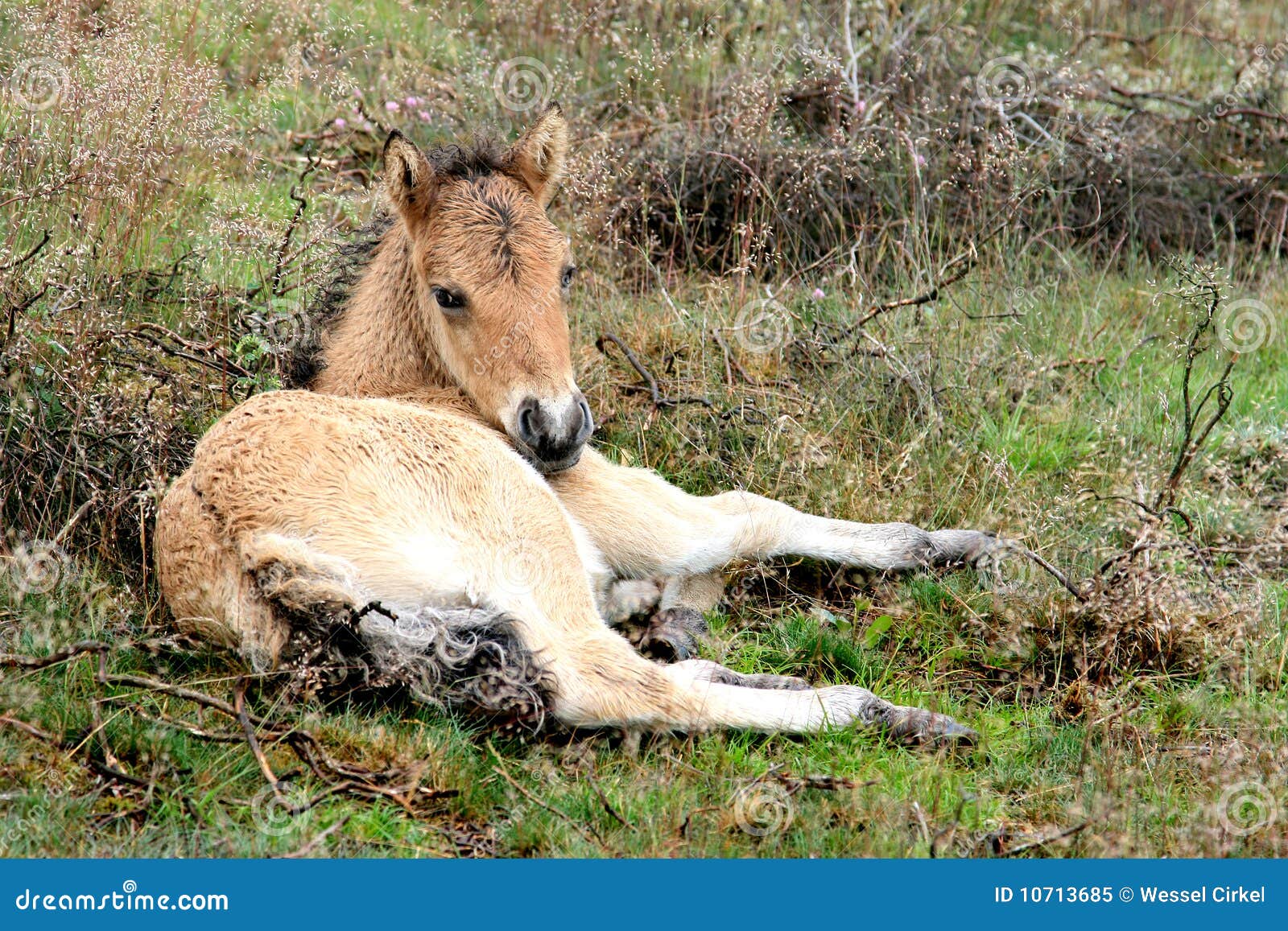 A Lying Young, Little Icelandic Foal Stock Image - Image of holland ...