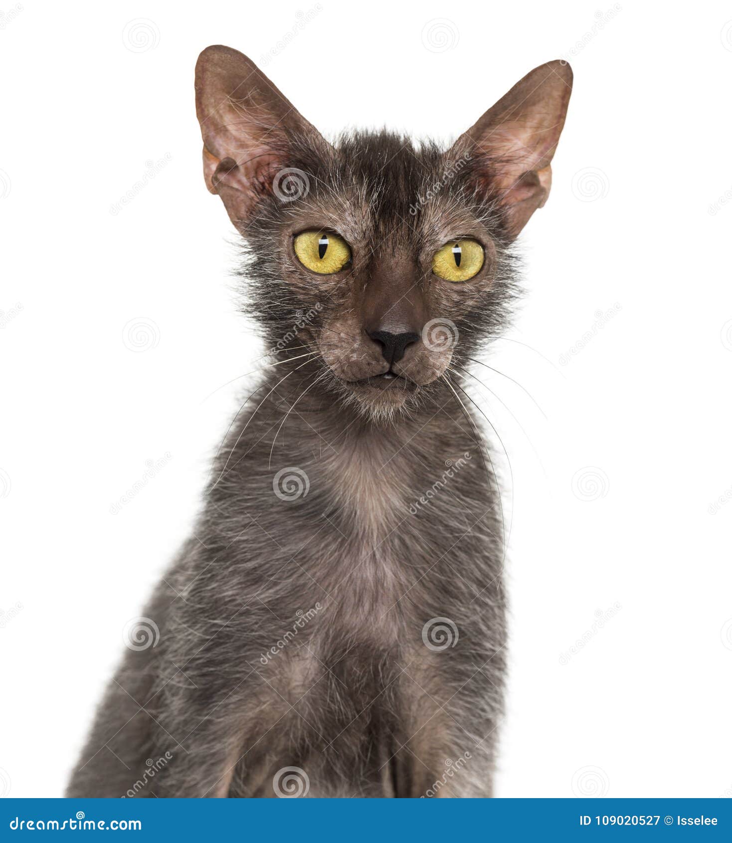 Lykoi cat stock image. Image of indoors, front, mammal - 109020527