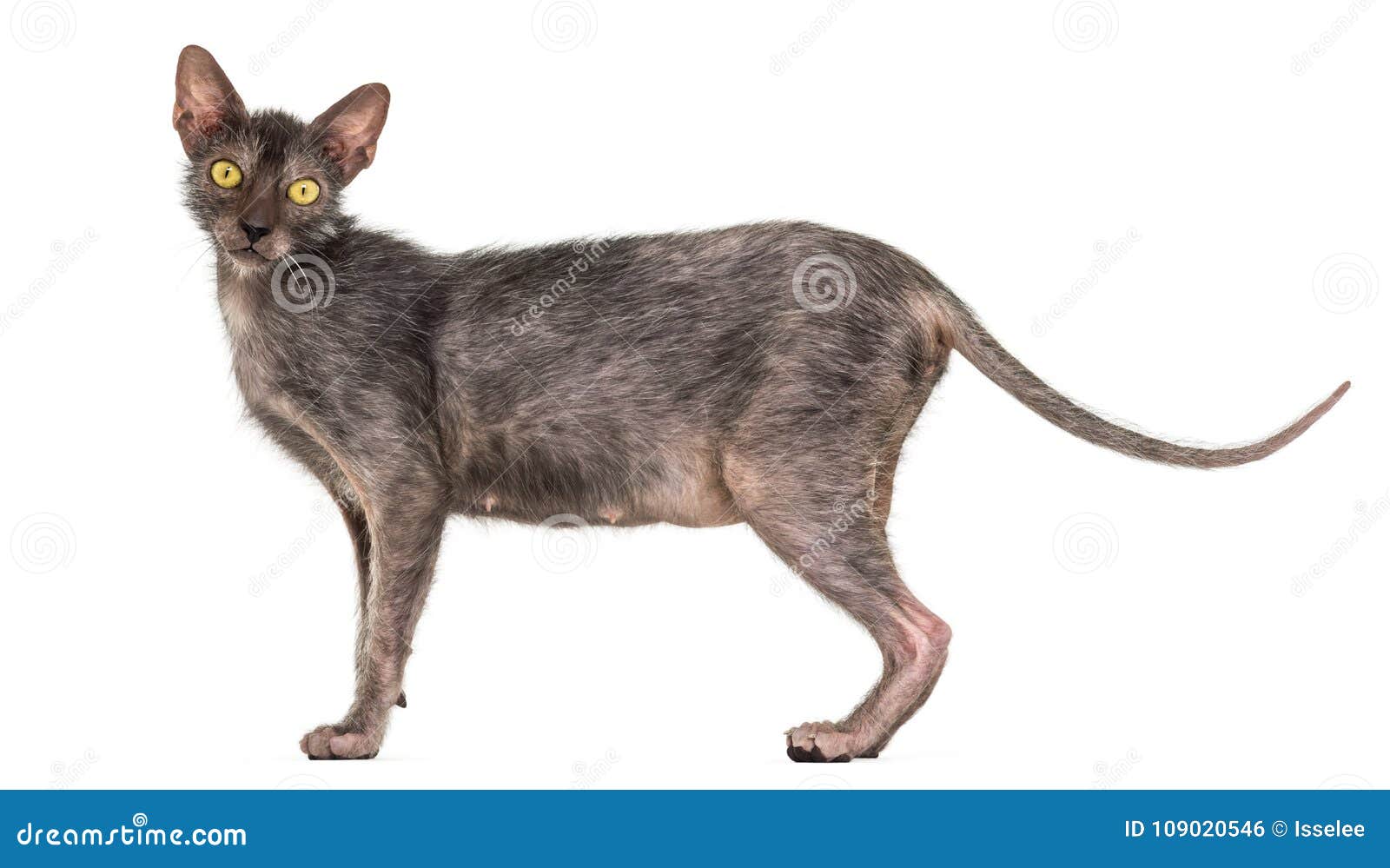 Lykoi cat stock photo. Image of lykoi, people, color - 109020546