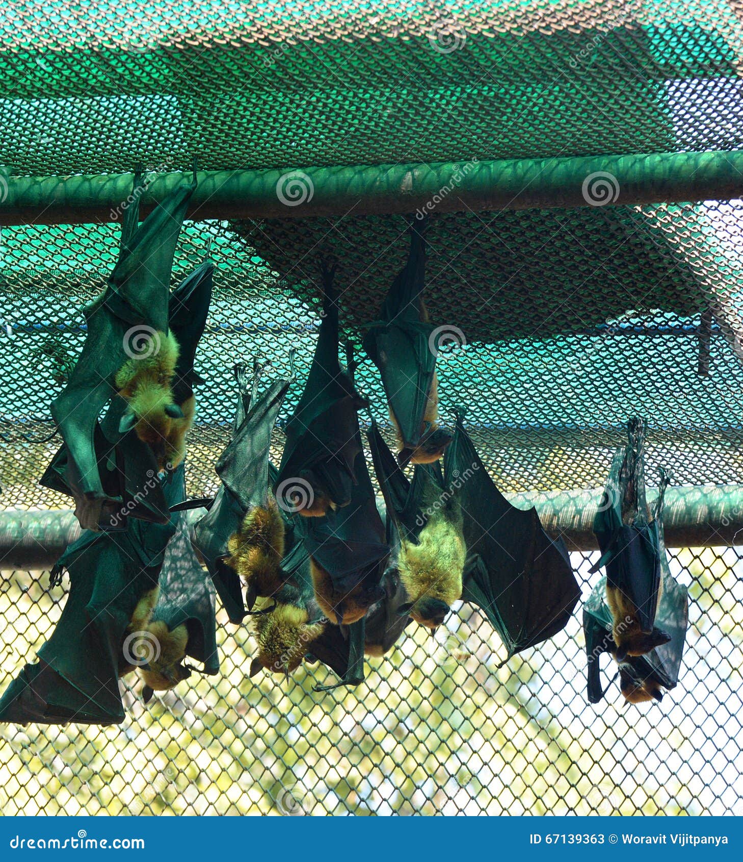 Lyle flying fox stock image. Image of pteropus, mysterious - 67139363