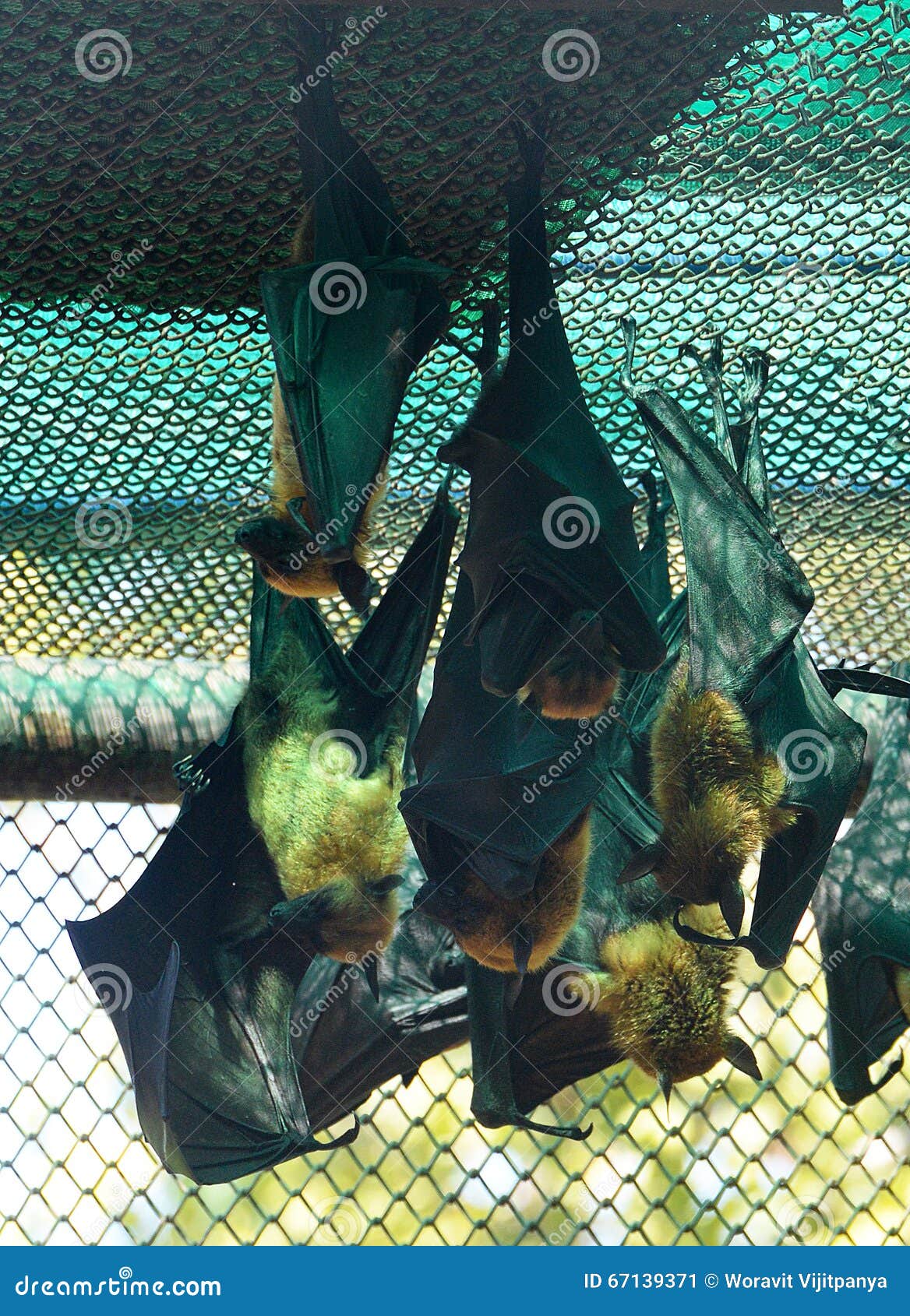Lyle flying fox stock image. Image of scarely, forest - 67139371