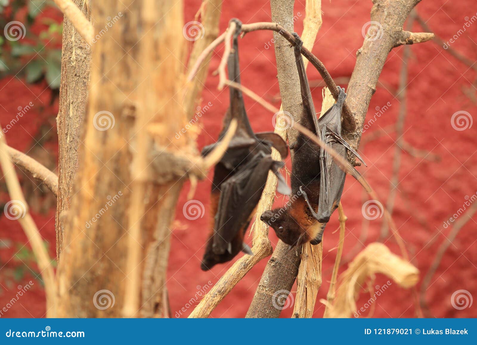 Lyle flying fox stock image. Image of flying, couple - 121879021