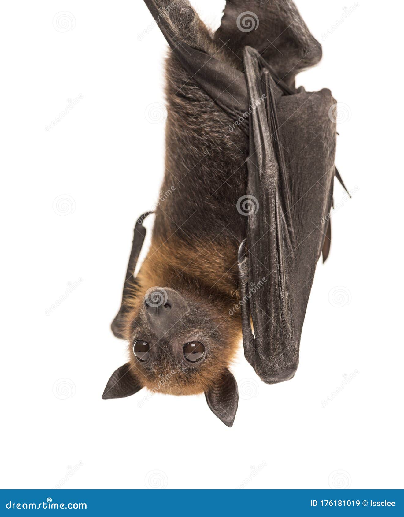 Lyle`s Flying Fox Hanging from a Branch, Pteropus Lylei Stock Image ...