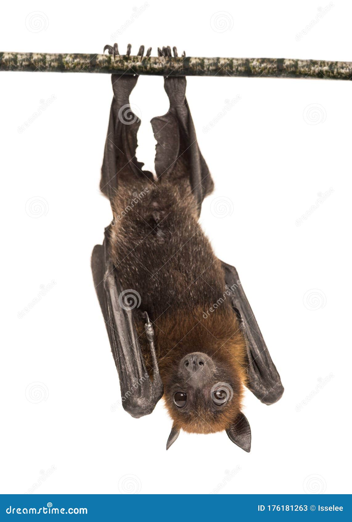 Lyle`s Flying Fox Hanging from a Branch, Pteropus Lylei Stock Image ...