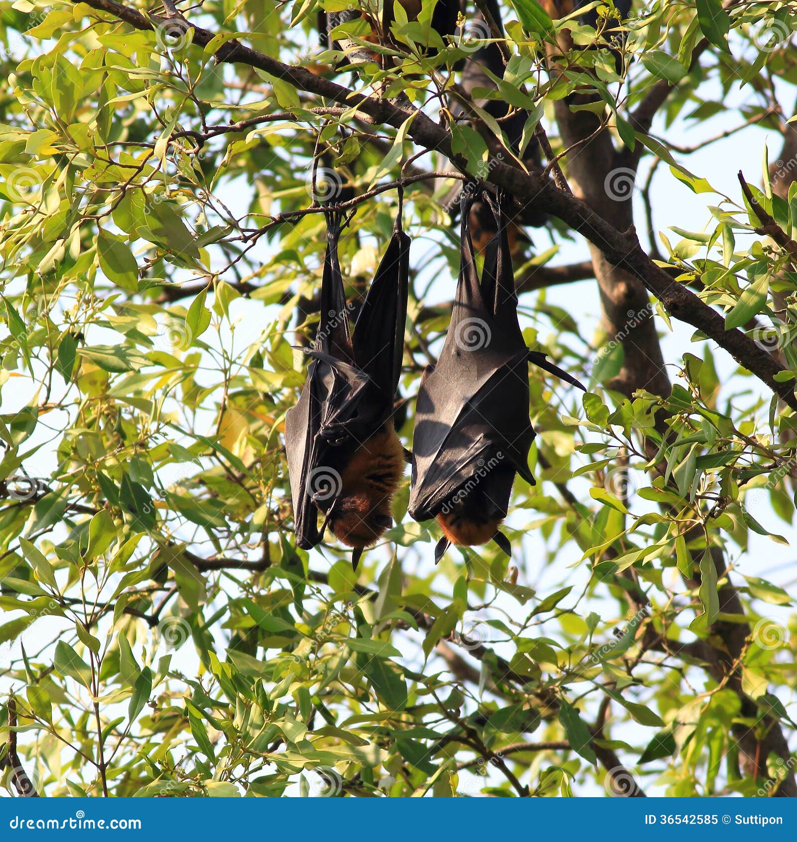 Lyle s flying fox stock image. Image of mysterious, chicken - 36542585