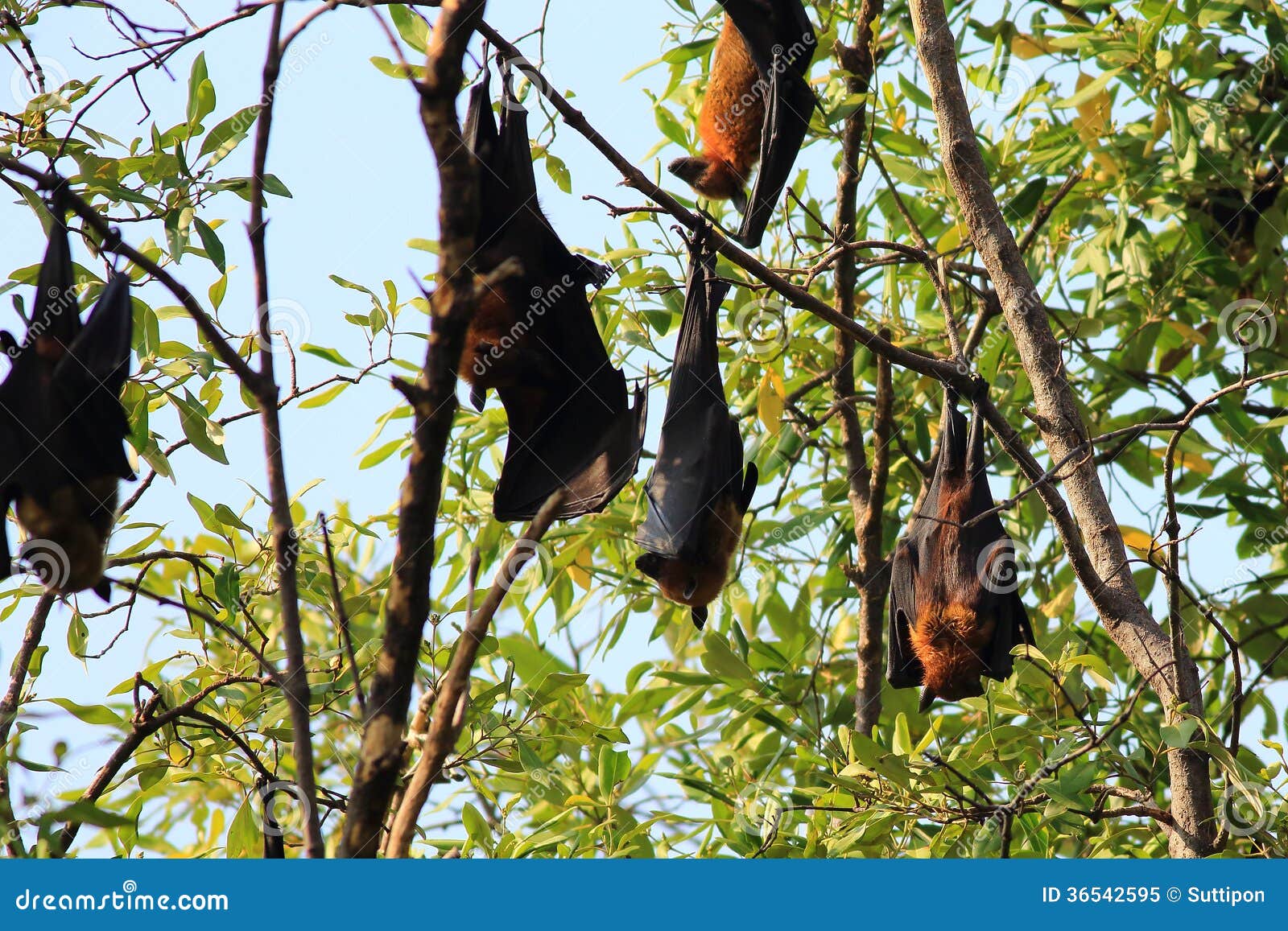 Lyle s flying fox stock image. Image of mysterious, fruit - 36542595