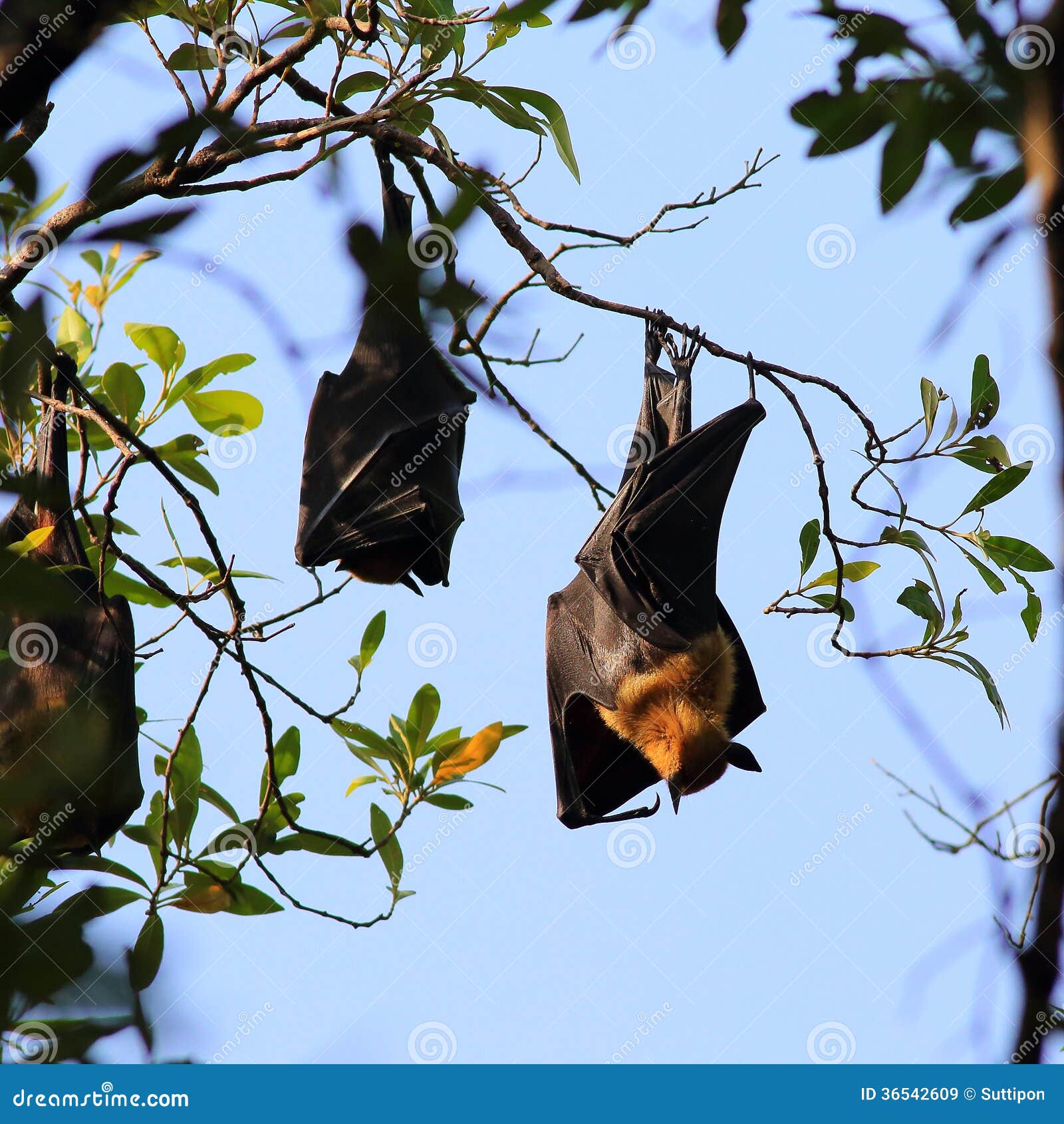 Lyle s flying fox stock image. Image of animal, mammal - 36542609