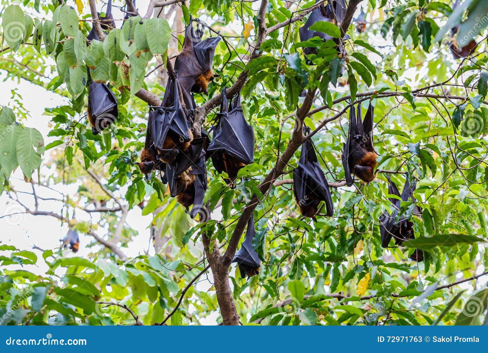 Lyle s flying fox stock image. Image of sipping, mammal - 72971763
