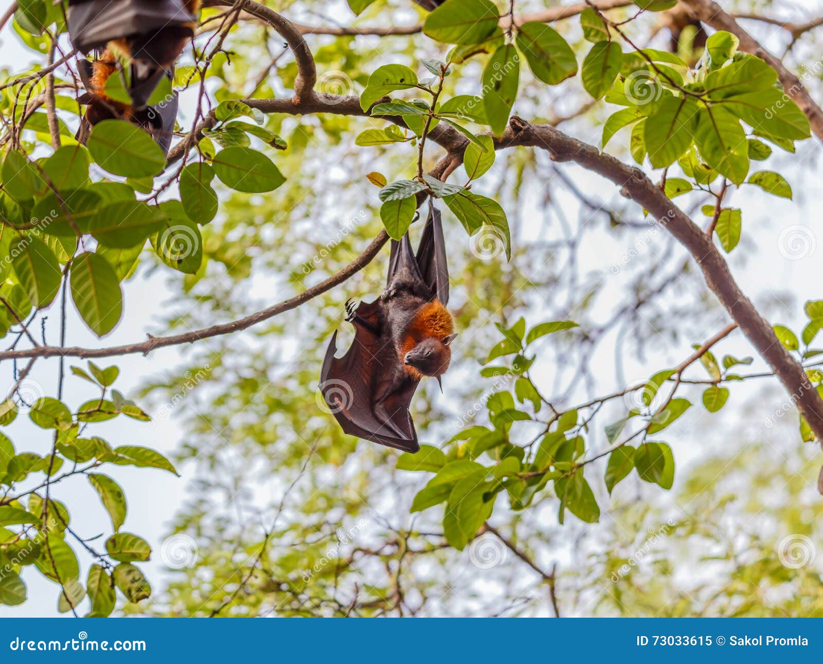 Lyle s flying fox stock image. Image of eared, dracula - 73033615