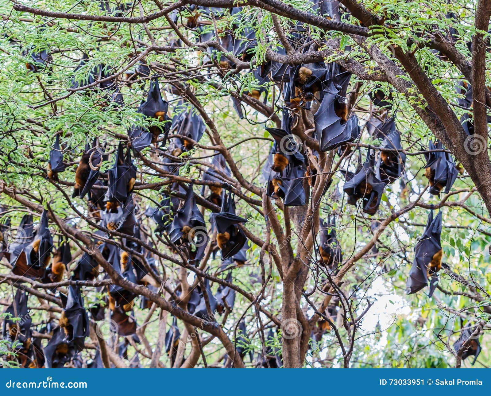 Lyle s flying fox stock image. Image of outdoors, ghost - 73033951