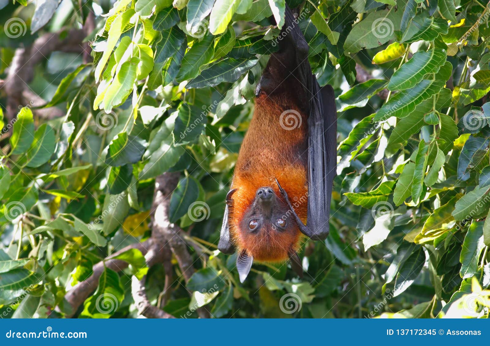 Lyle`s Flying Fox Pteropus Lylei Bat Sleeping on the Tree Stock Image ...