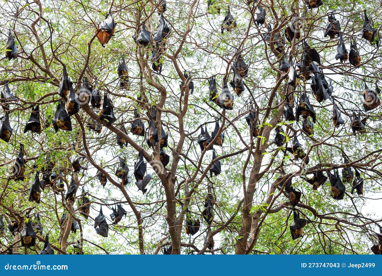 Lyle S Flying Fox ( Pteropus Lylei). Stock Image - Image of summer ...