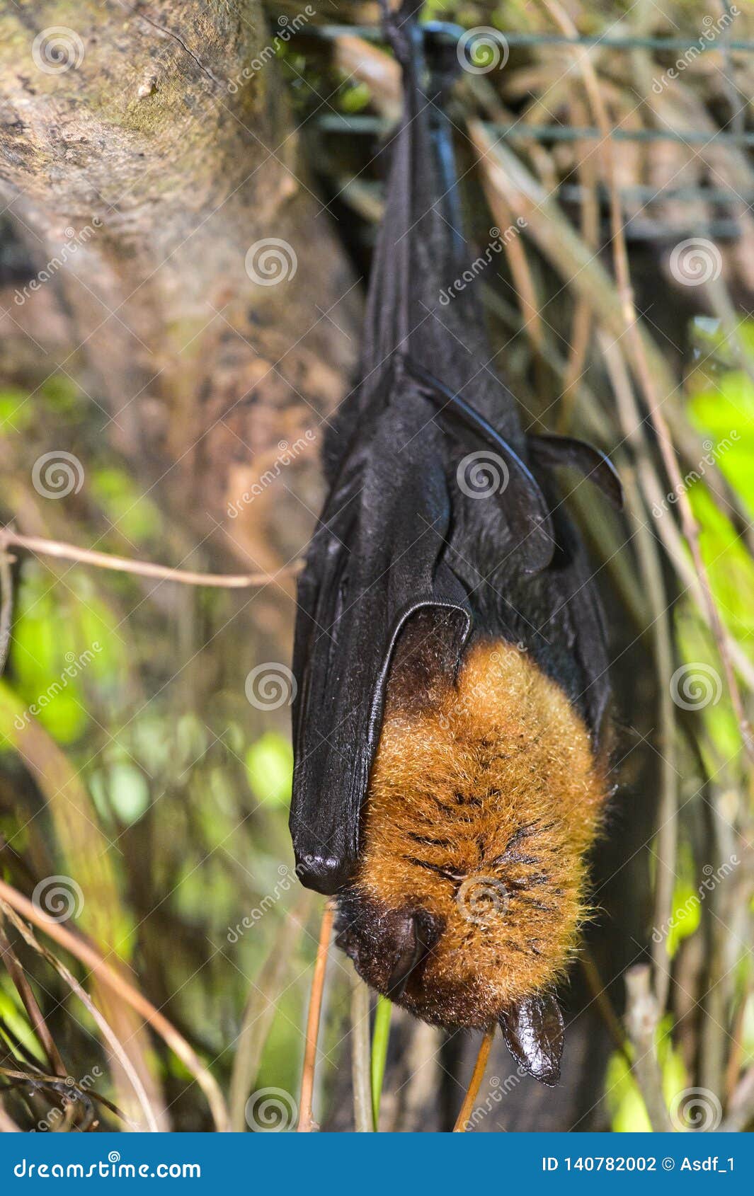 Lyle`s Flying Fox Pteropus Lylei Stock Photo - Image of animals ...