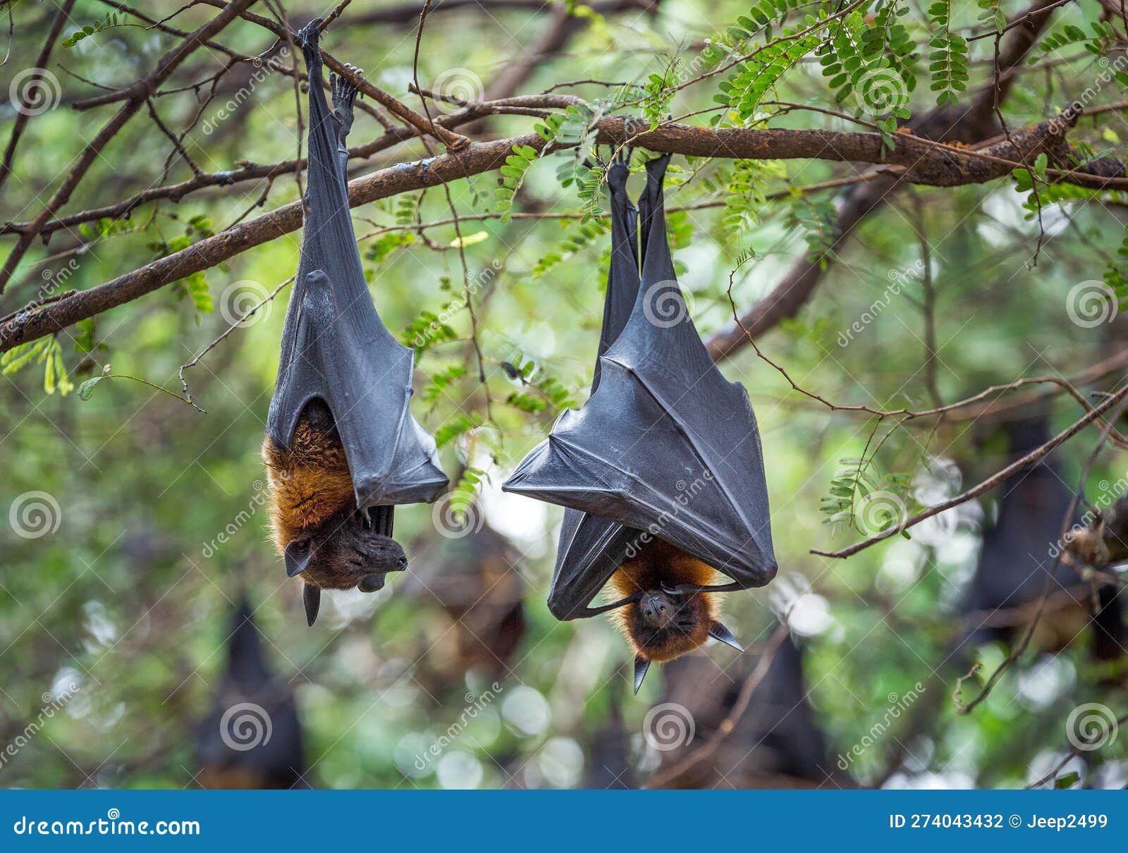 Lyle S Flying Fox ( Pteropus Lylei) Resting. Stock Photo - Image of ...