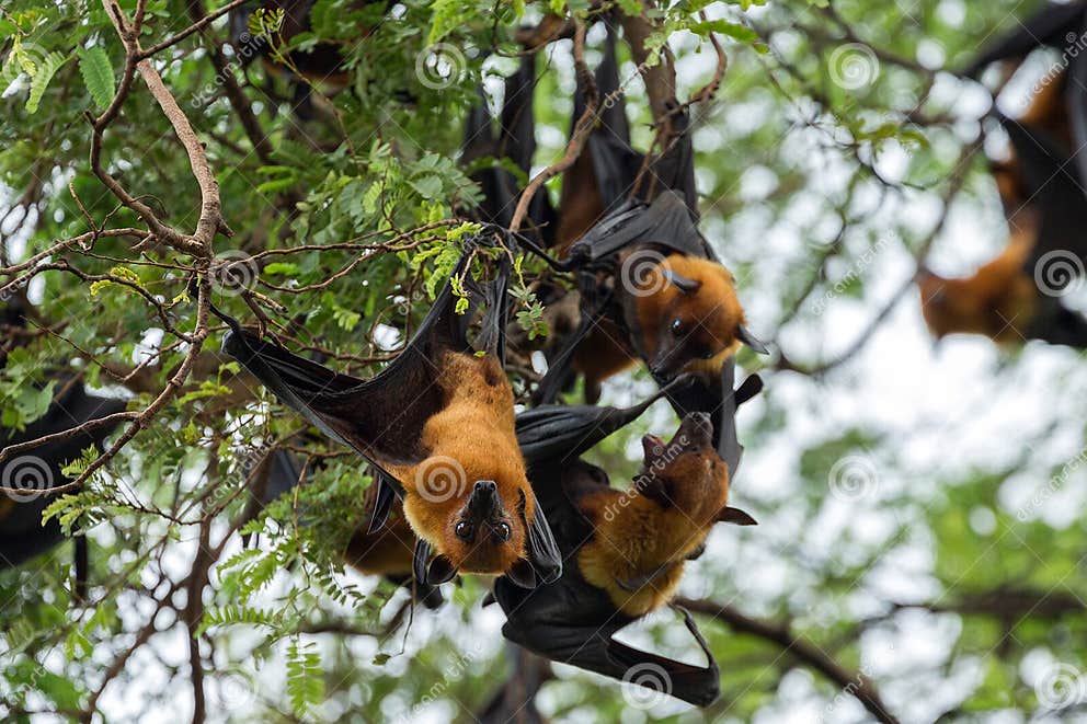 Lyle S Flying Fox (Pteropus Lylei) Resting. Stock Image - Image of ...