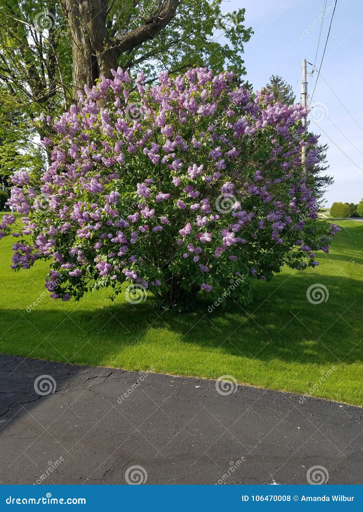 The Lylock Tree stock photo. Image of green, yard, lylock - 106470008