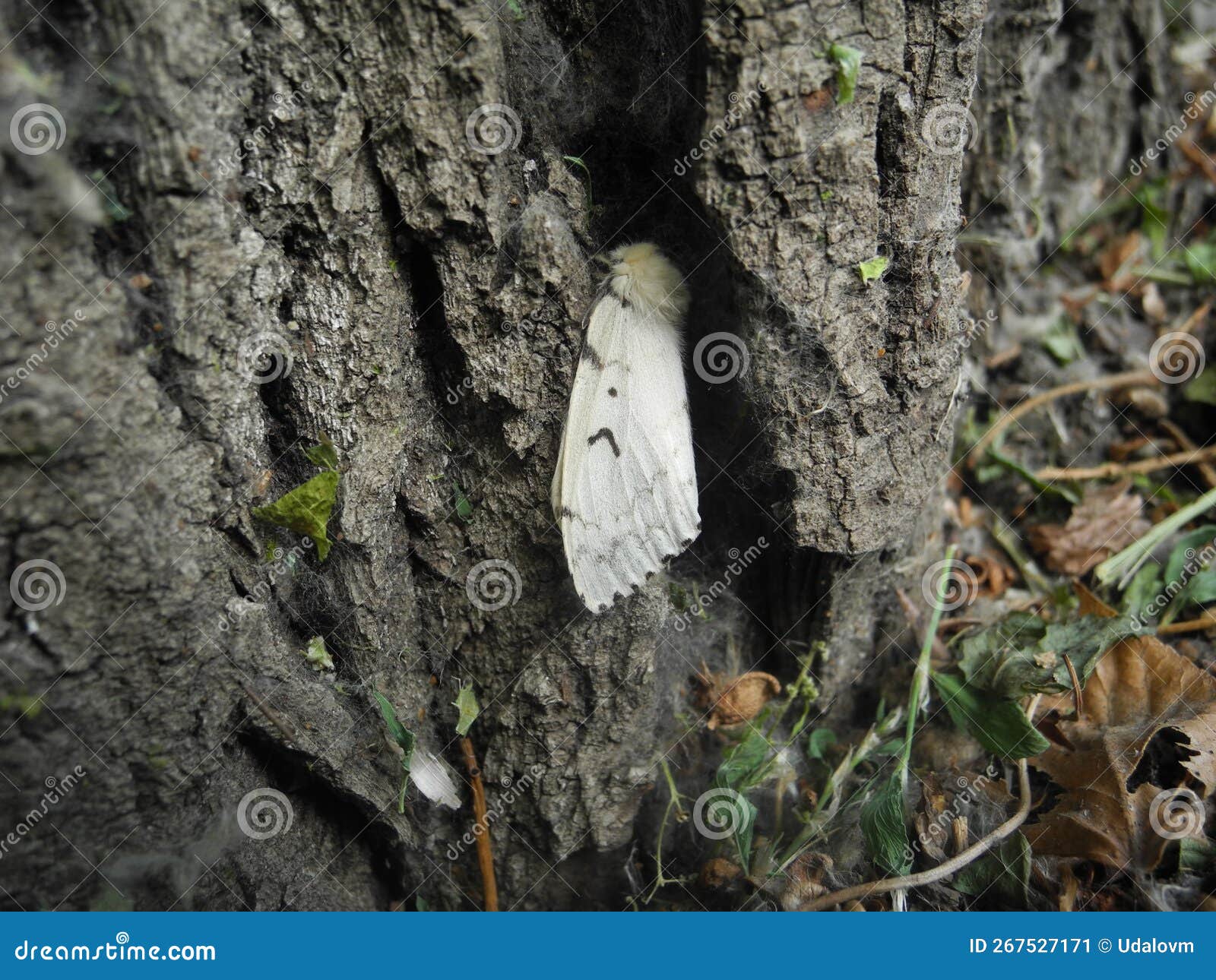 Lymantria Dispar Moth stock image. Image of color, dispar - 267527171
