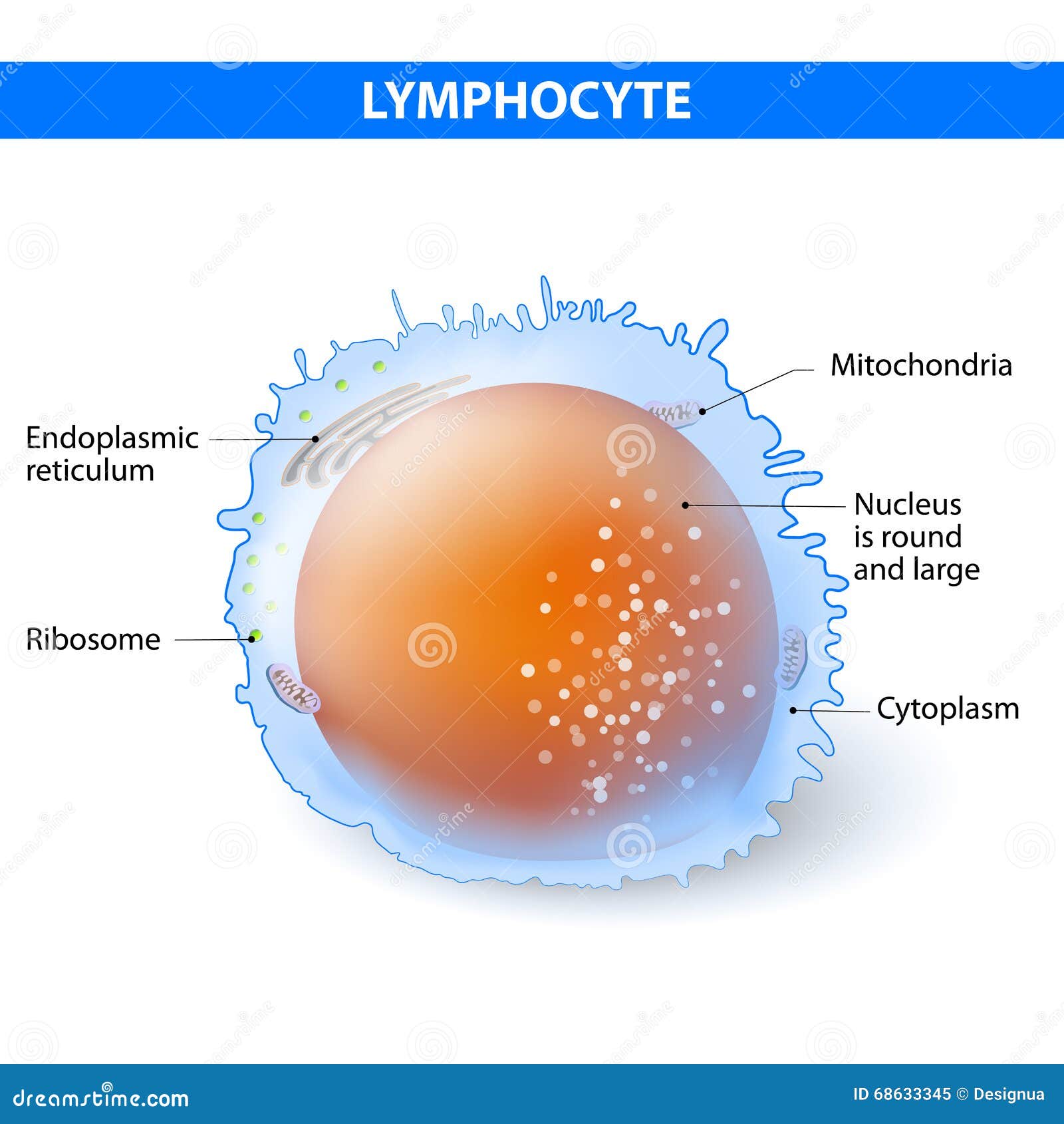 Lymfocyt vector illustratie. Illustration of aanpassings - 68633345