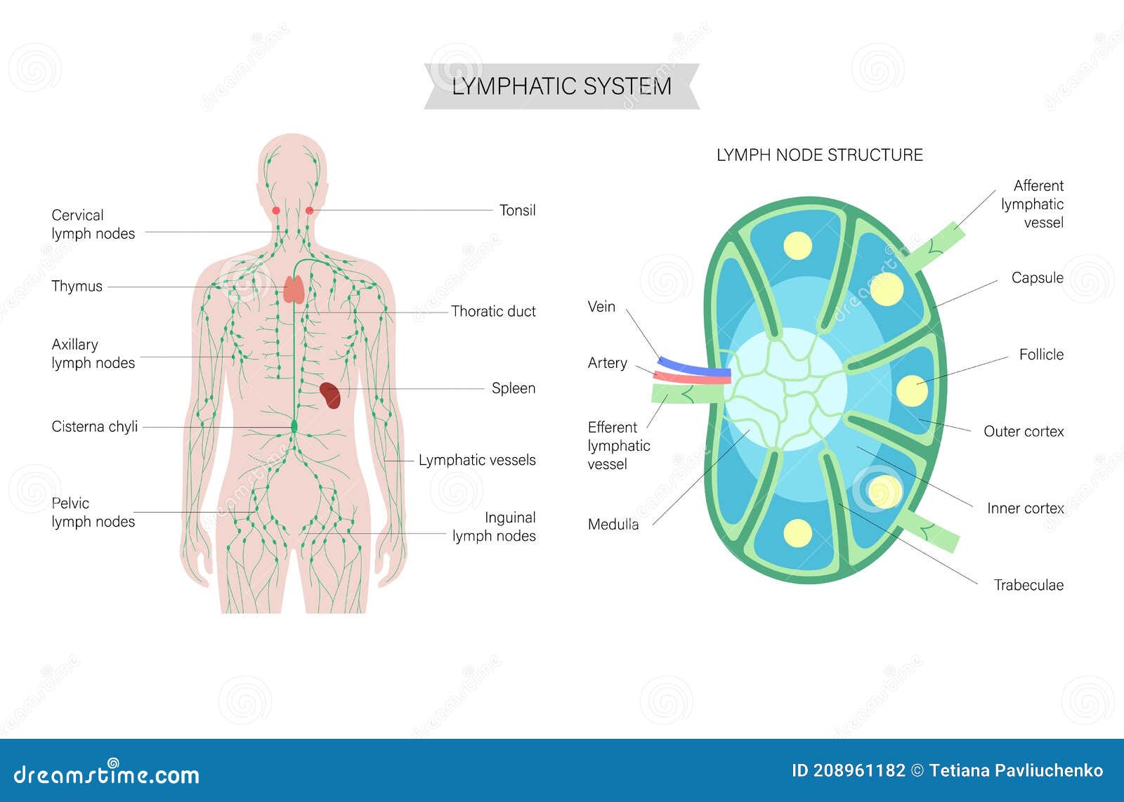 Lymph Node Cartoon Vector | CartoonDealer.com #13000341 Lymph Node Cartoon Vector | CartoonDealer.com #13000341