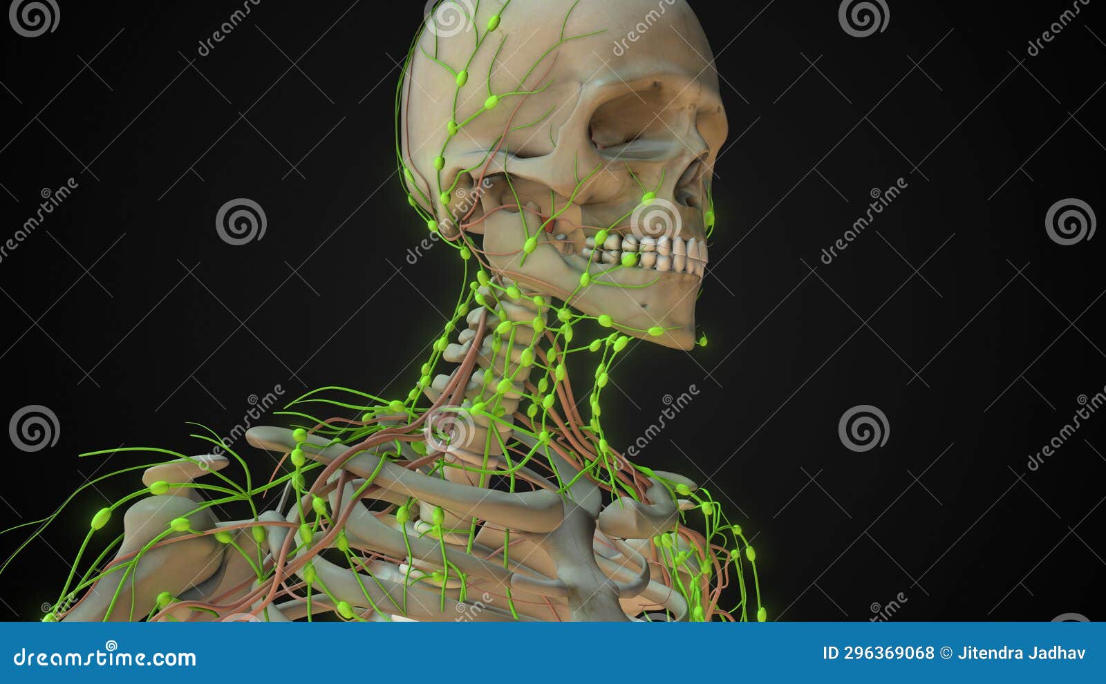 Lymph Node Anatomy in the Human Lymphatic System Stock Illustration ...