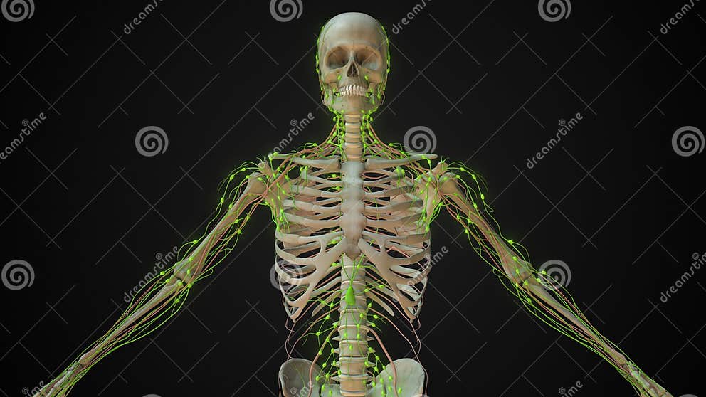 Lymph Node Anatomy in the Human Lymphatic System Stock Illustration ...