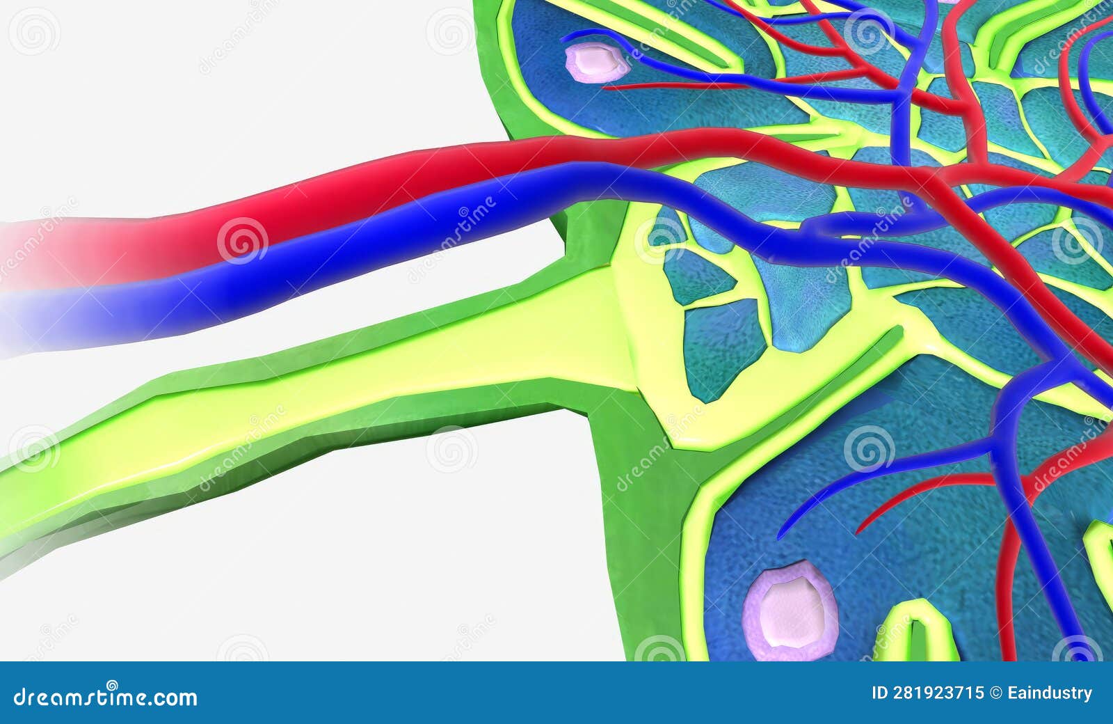 The Lymph Node Cross Section Stock Illustration - Illustration of care ...