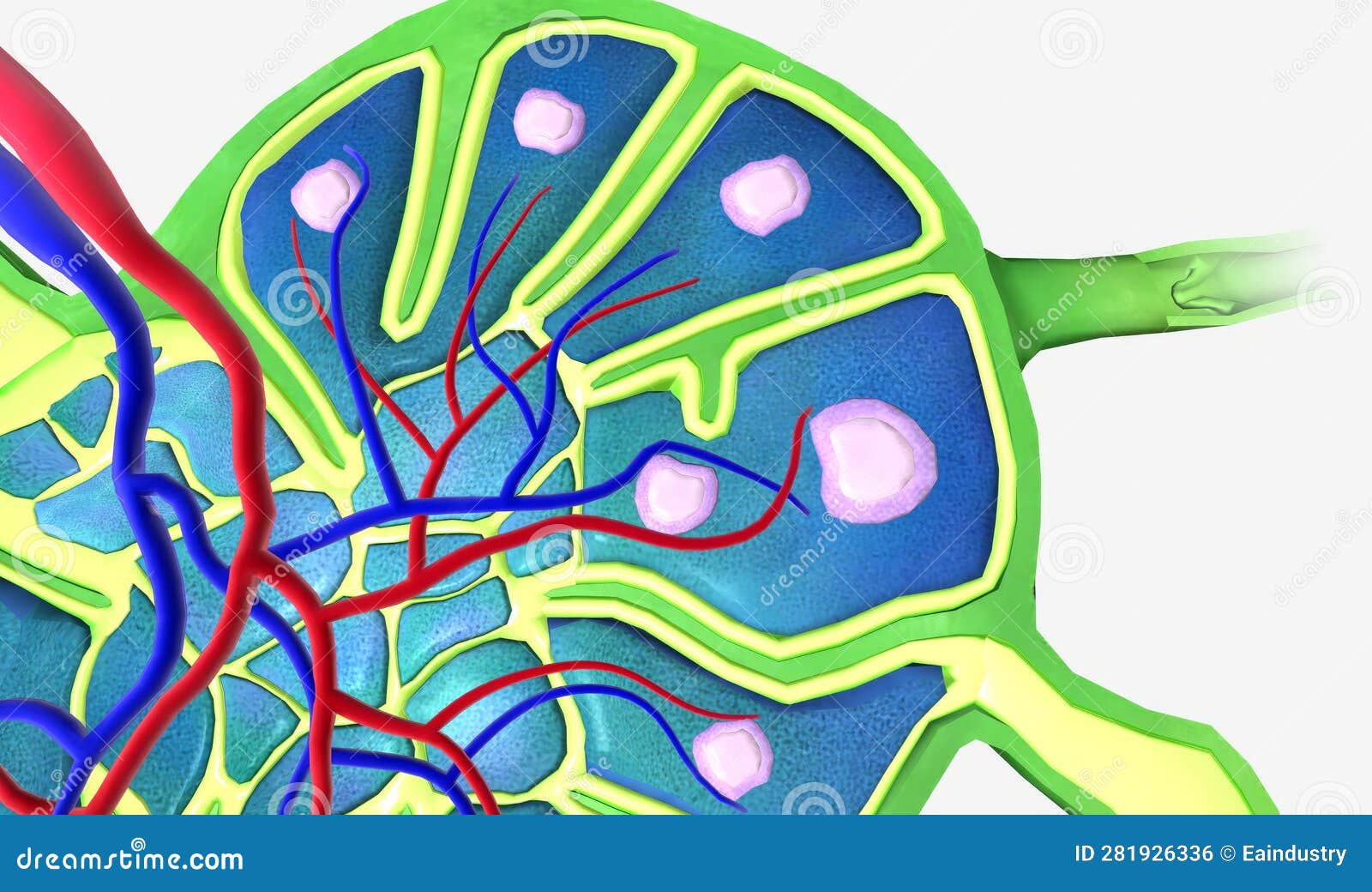 The Lymph Node Cross Section Stock Illustration - Illustration of ...