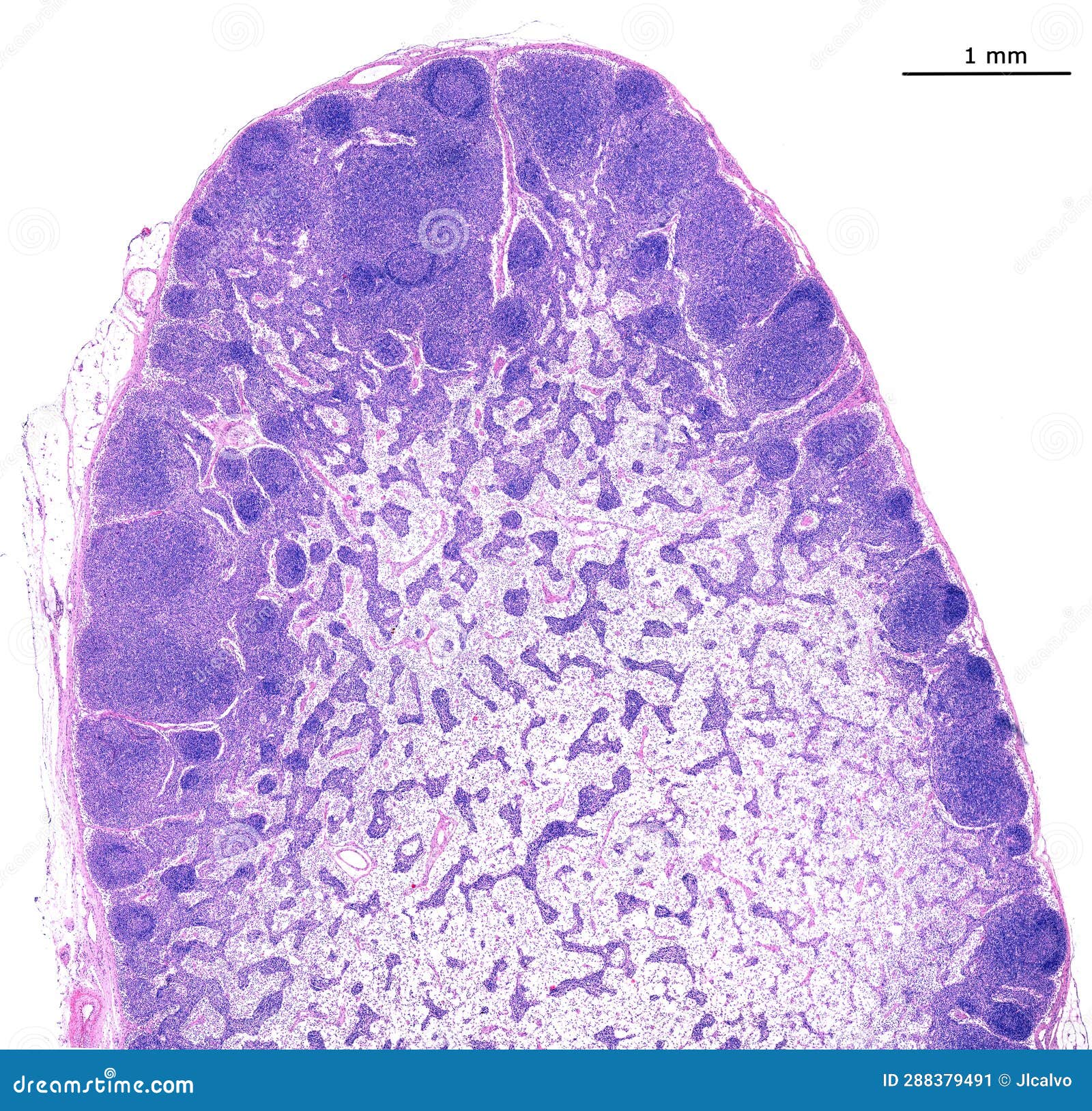 Lymph Node Histology Labeled Lymph Node Histology Labeled