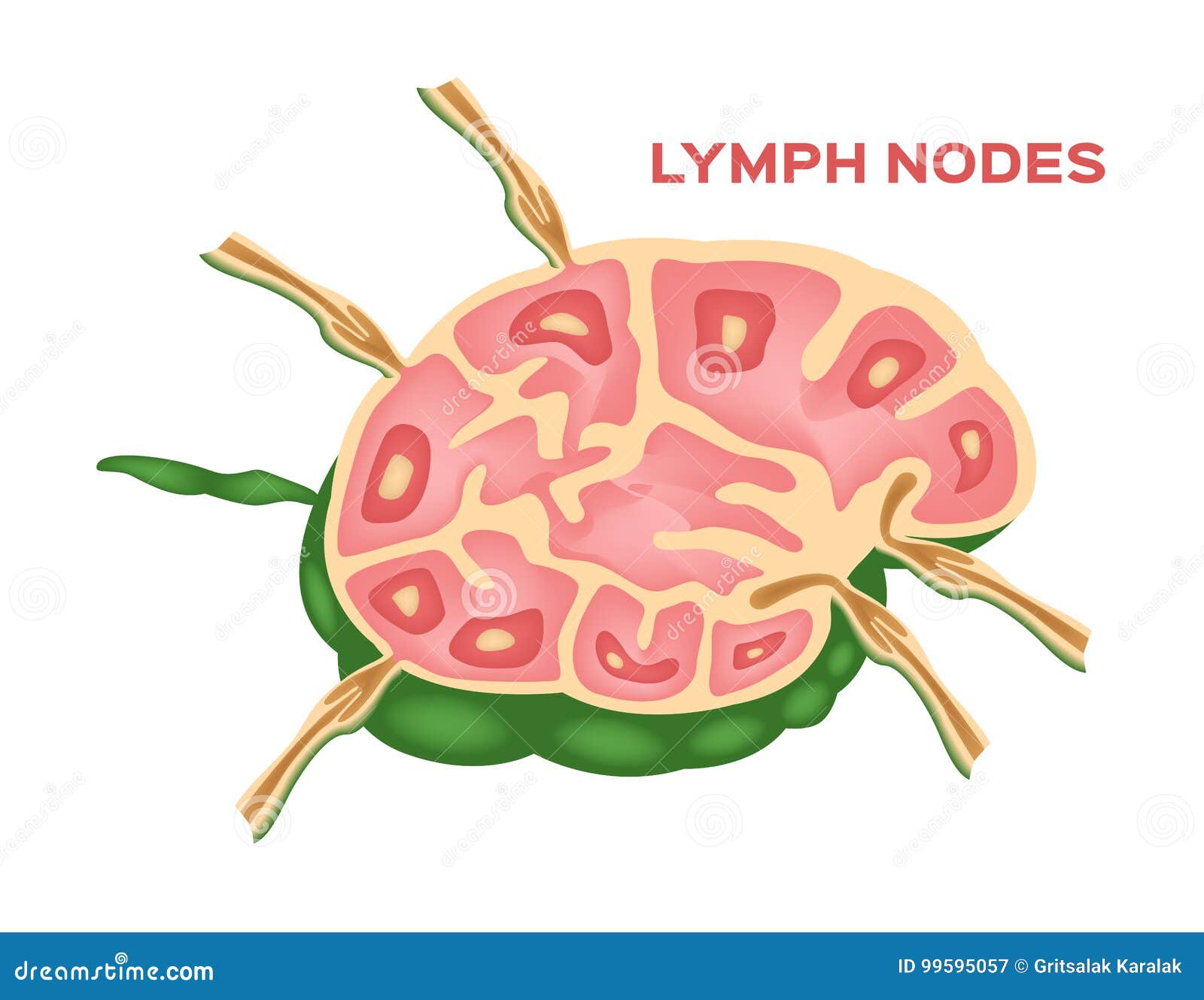 Lymph Node , Lymphocyte Structure Stock Vector - Illustration of ... Lymph Node , Lymphocyte Structure Stock Vector - Illustration of ...