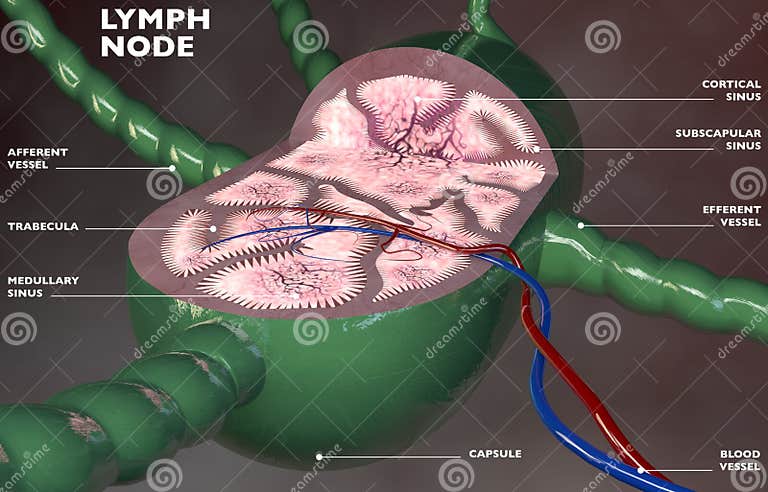 Lymph Node Section 3d Anatomy Stock Illustration - Illustration of knee ...