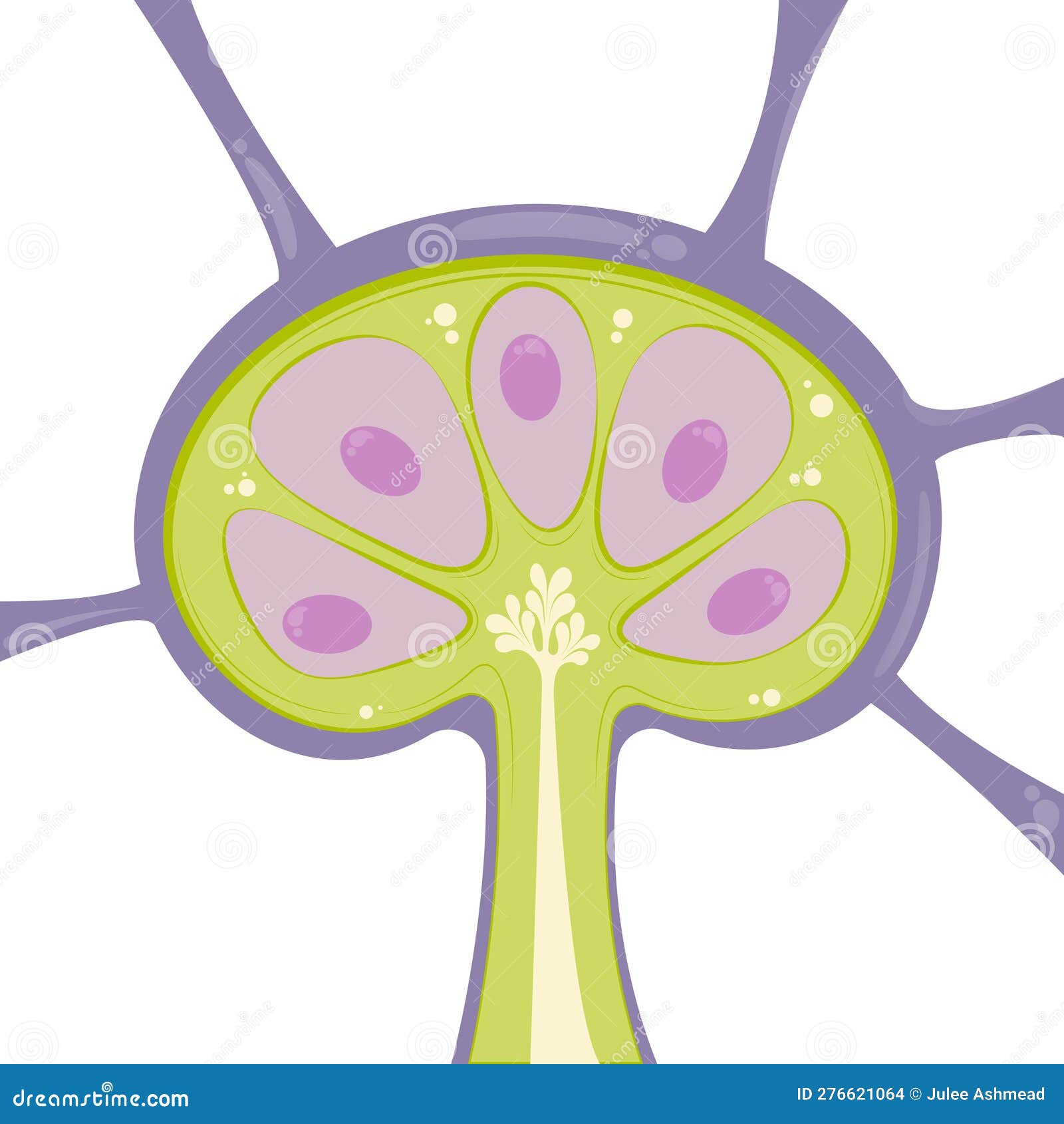 Lymph Node Vector Illustration Presentation Template Graphic Stock ...