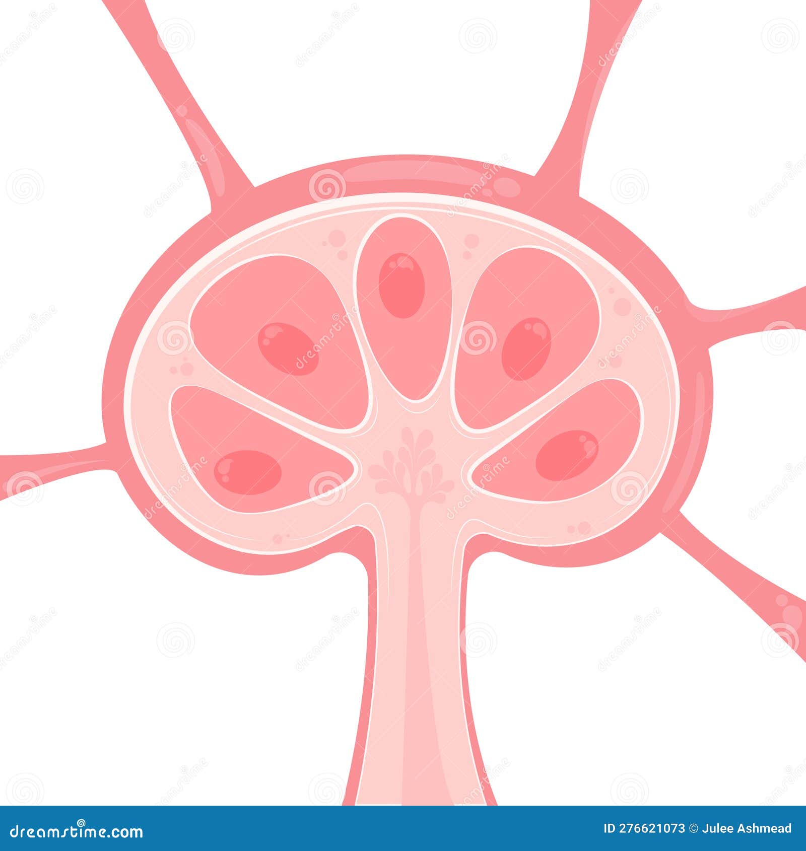 Lymph Node Vector Illustration Presentation Template Graphic Stock ...