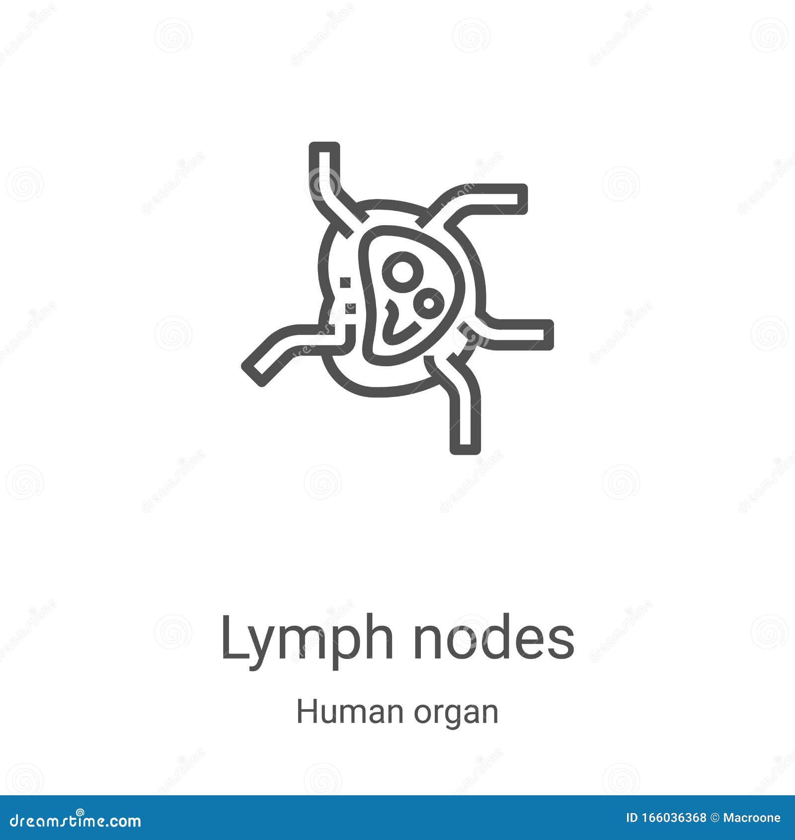 Lymph Nodes Icon Vector From Human Organ Collection. Thin Line Lymph ... Lymph Nodes Icon Vector From Human Organ Collection. Thin Line Lymph ...