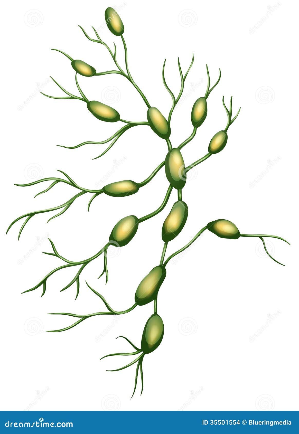 Lymph nodes stock vector. Illustration of lymphocytes - 35501554