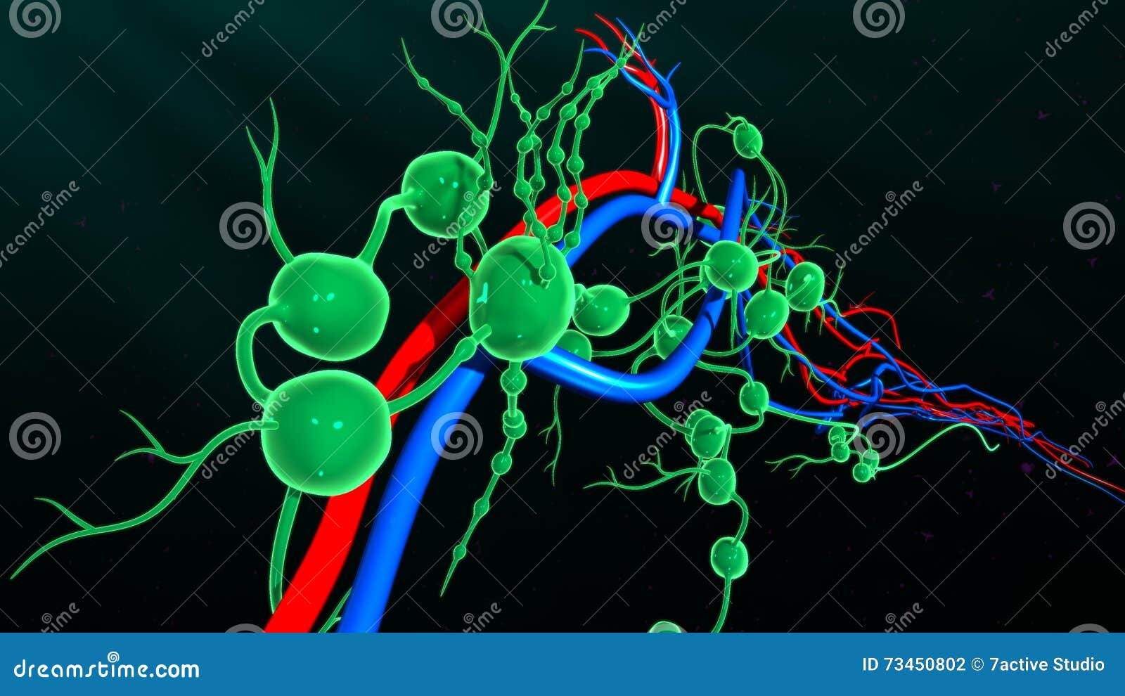 Lymph Node Structure Medical Educational Science Vector Illustration ... Lymph Node Structure Medical Educational Science Vector Illustration ...
