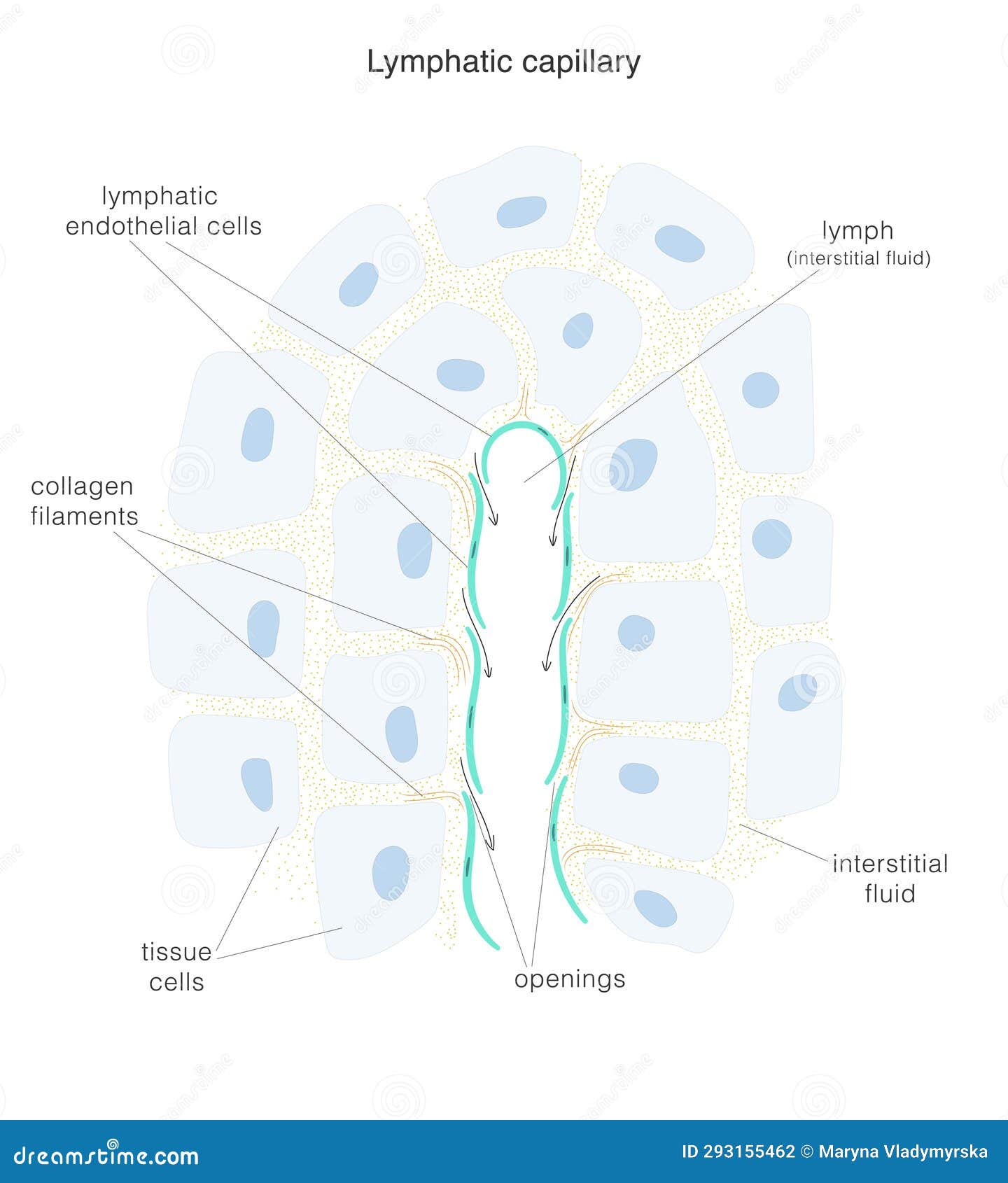 The Lymph System. Structure of the Terminal End of Lymphatic Capillary ...