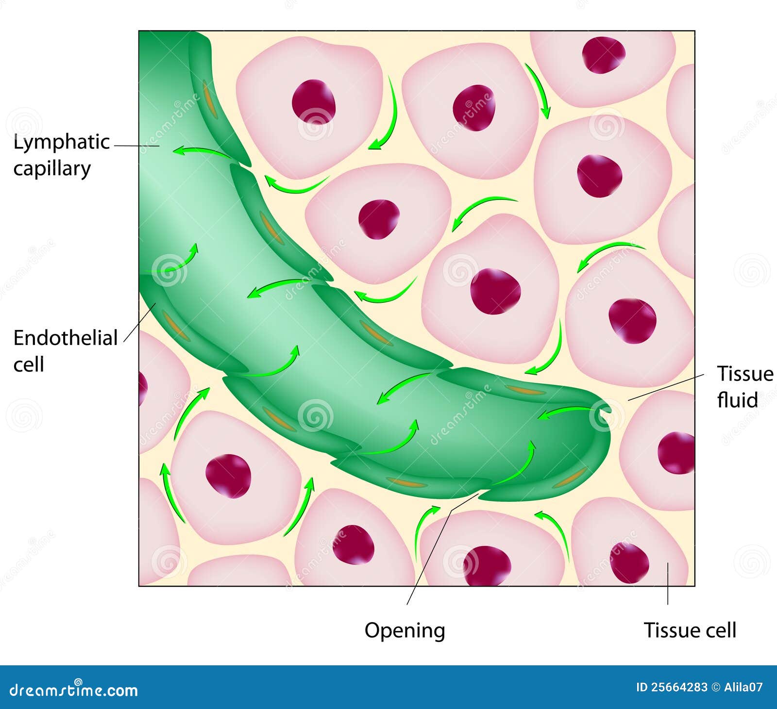 Lymphatic capillary stock vector. Image of endothelial - 25664283