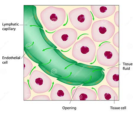 Lymphatic capillary stock vector. Illustration of mechanism - 25664283